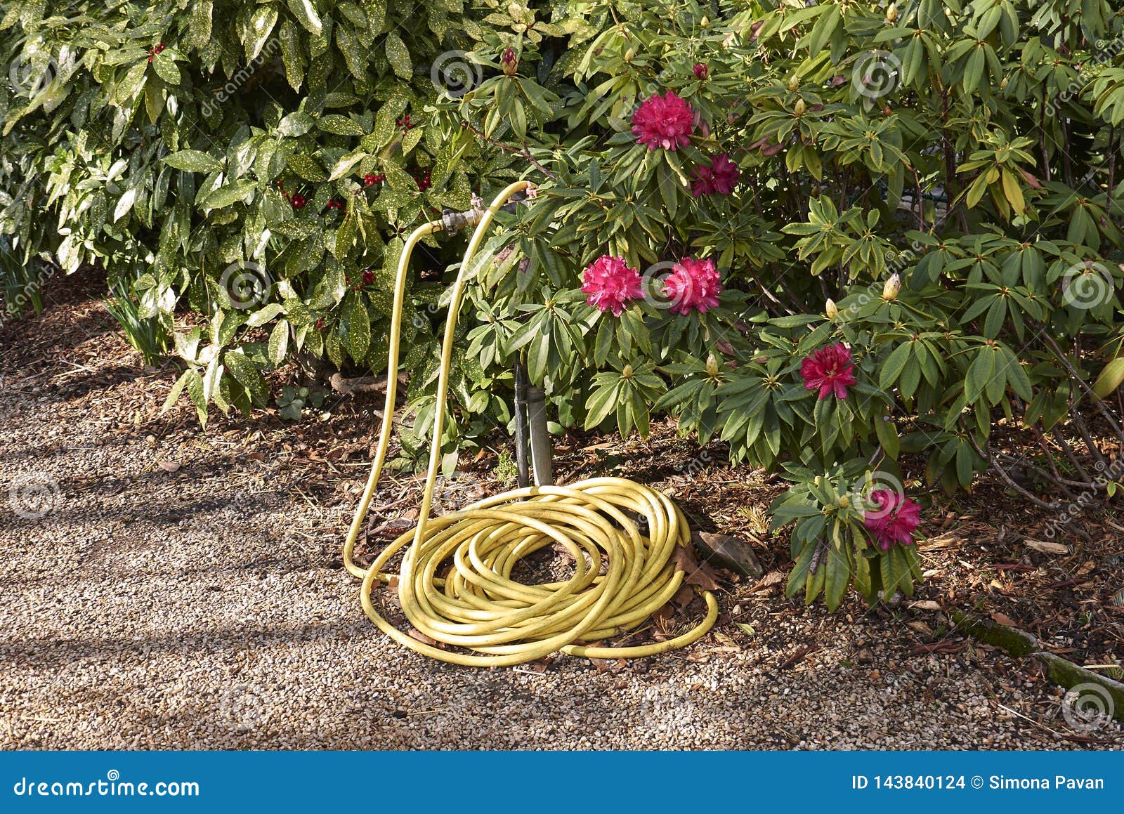 Garden View with Shrubs and Water Pipe Stock Photo - Image of gardening ...