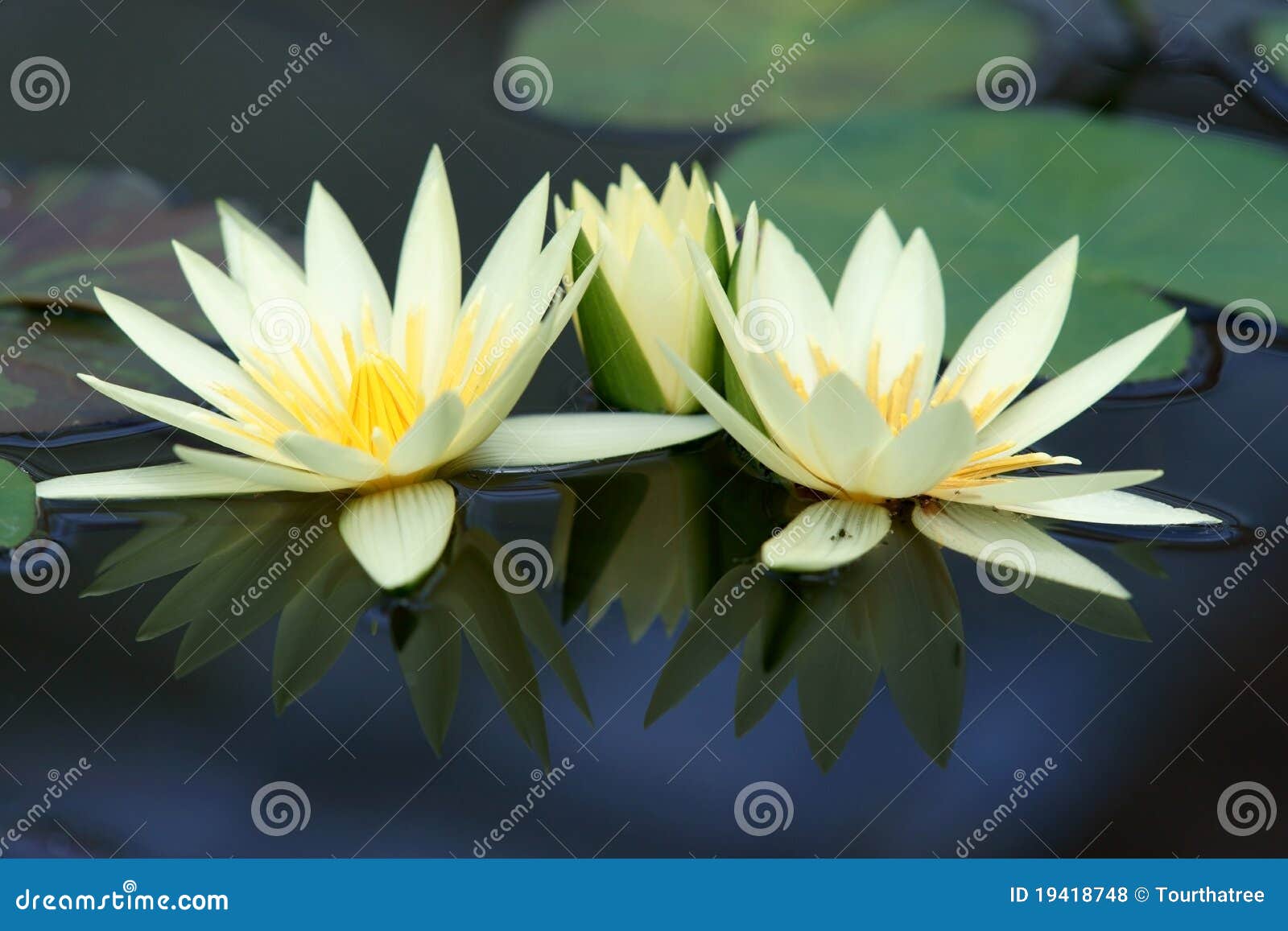 Yellow waterlily stock photo. Image of petals, outdoor - 19418748