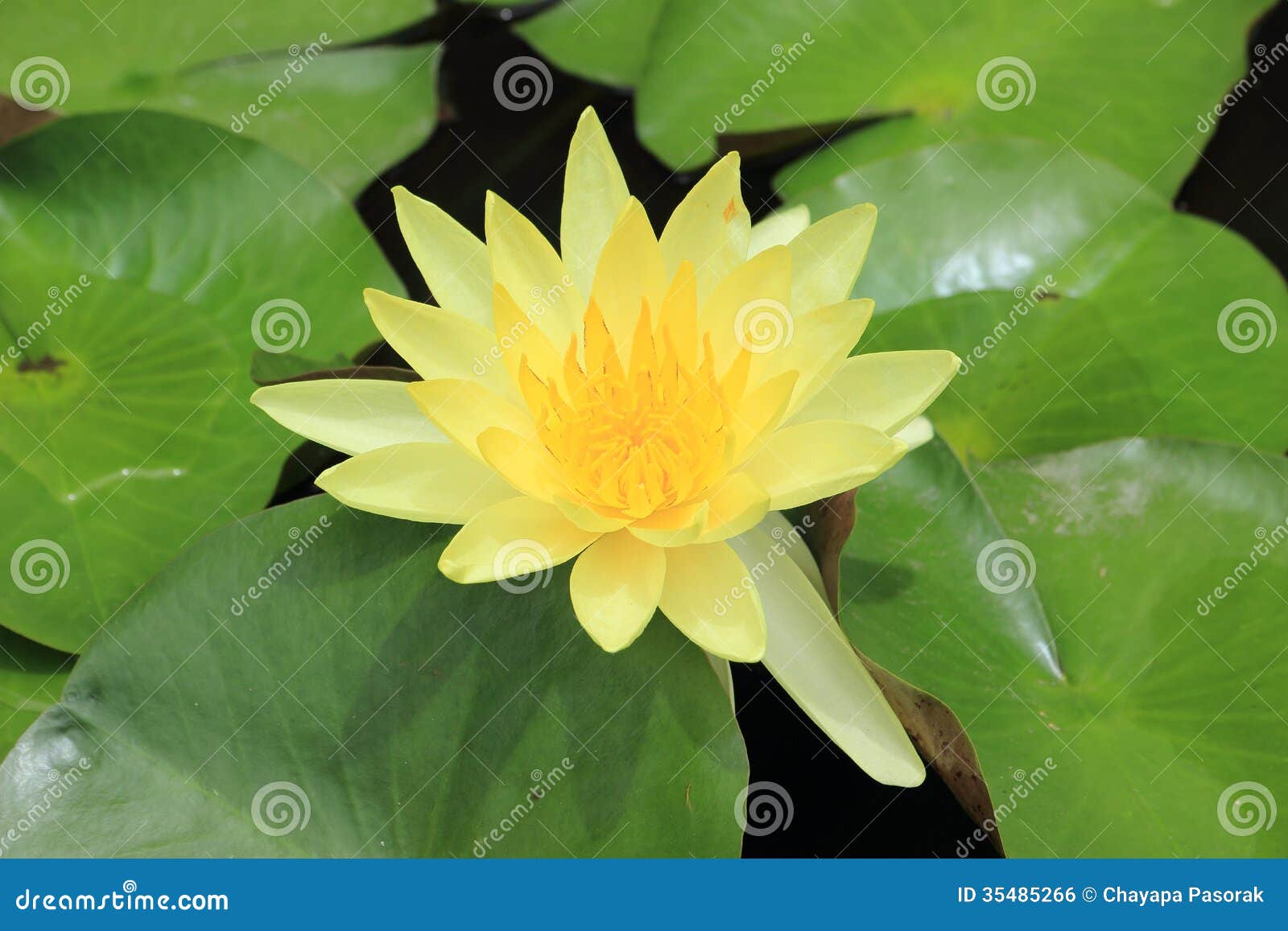 Yellow waterlily stock photo. Image of lotus, fresh, botany - 35485266