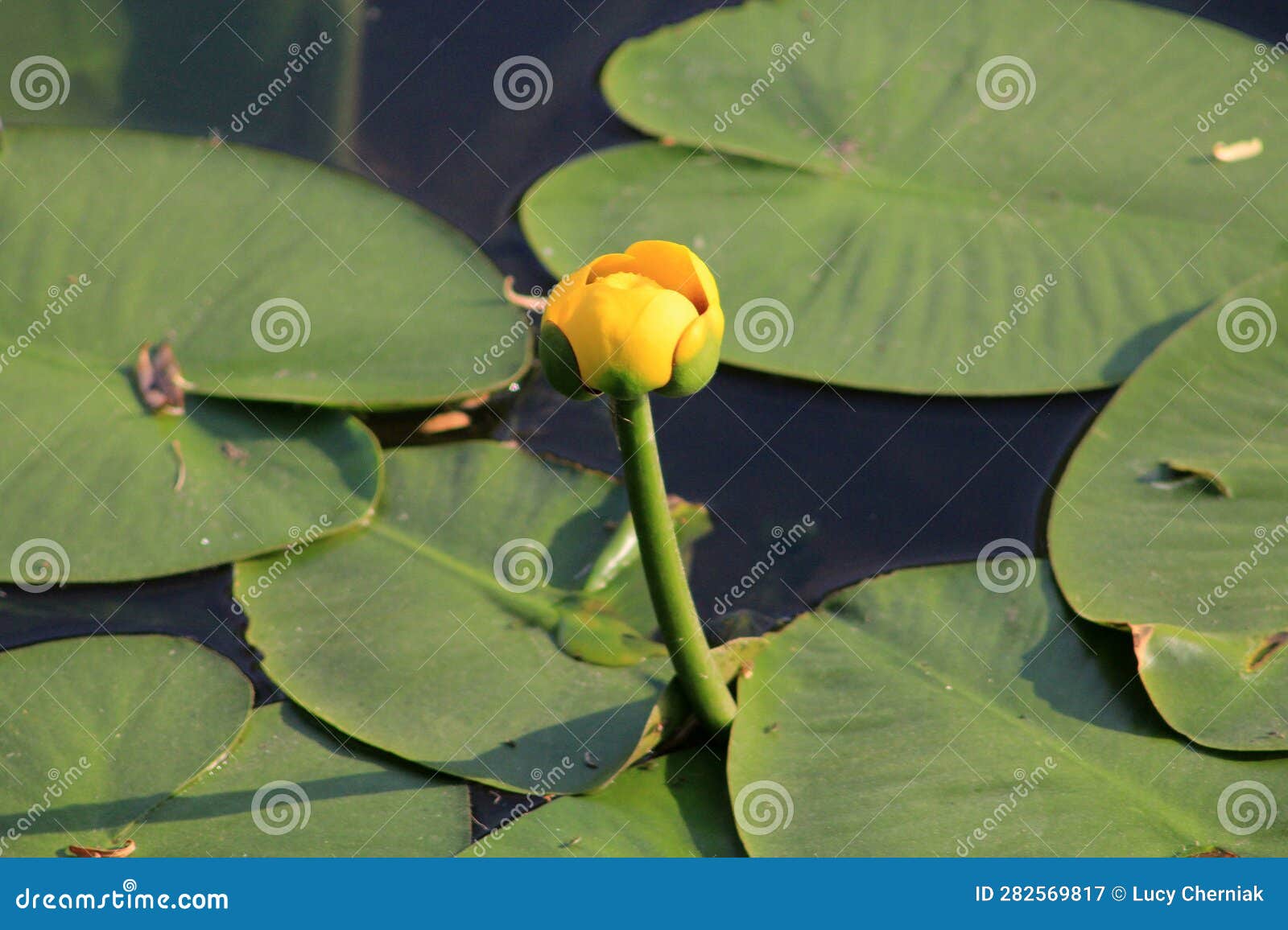 Yellow Waterlily stock image. Image of leaf, surface - 282569817