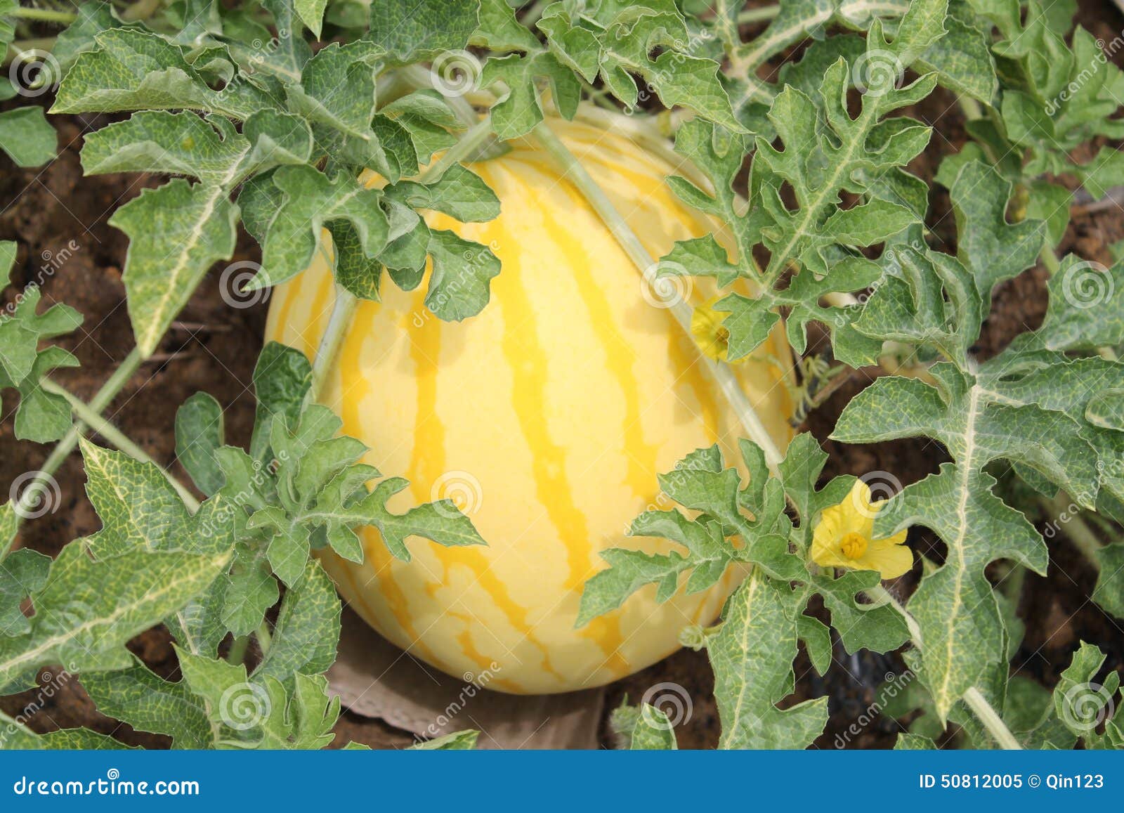 Yellow Watermelon Growing in the Field Stock Image - Image of farming ...