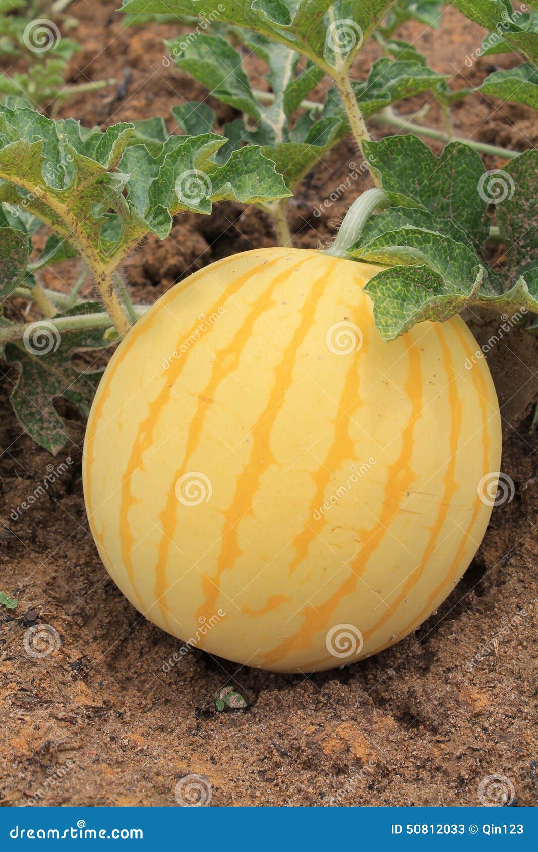 Yellow Watermelons Growing in the Field Stock Image - Image of grow ...