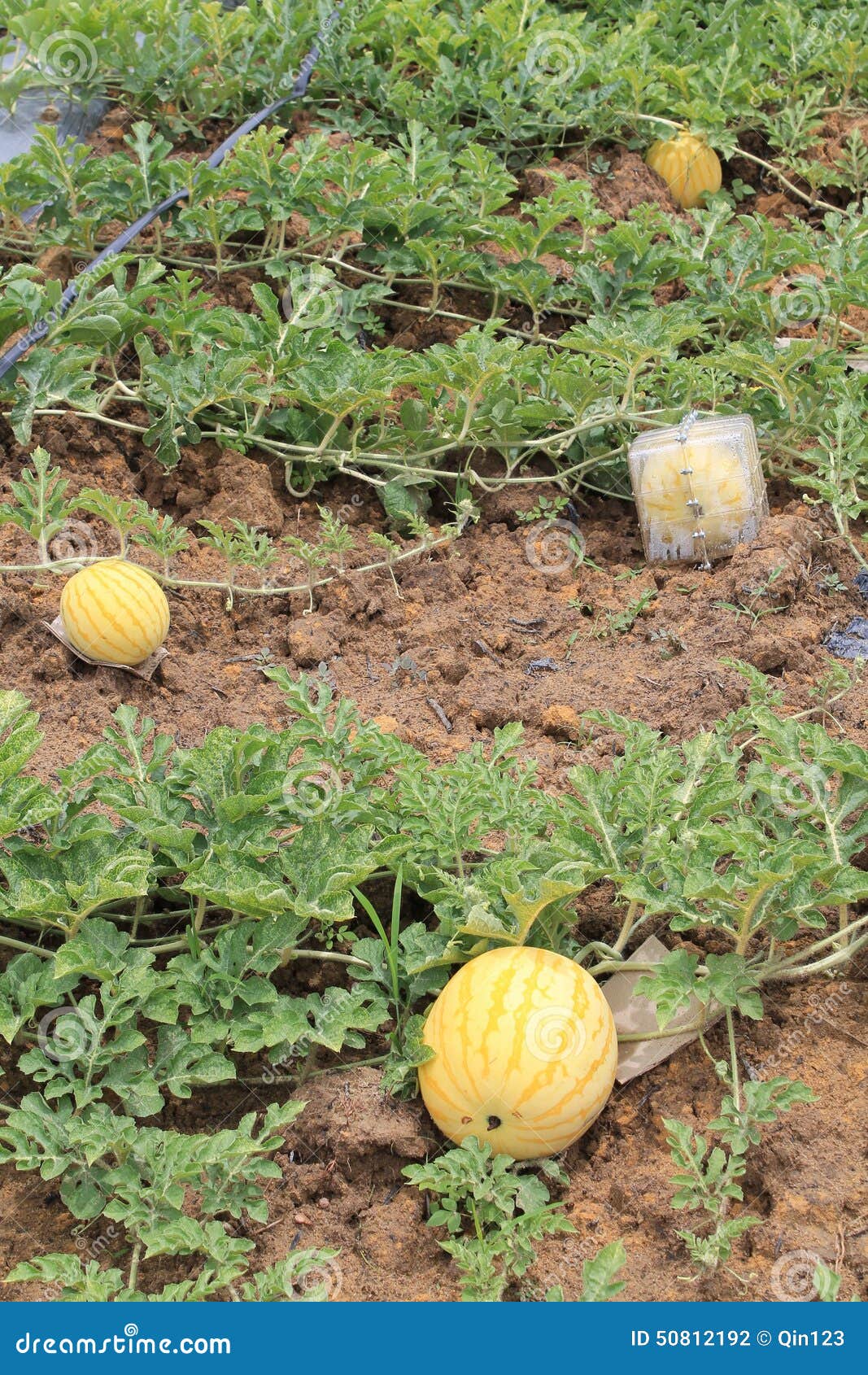 Yellow Watermelons Growing in the Field Stock Photo - Image of diet ...
