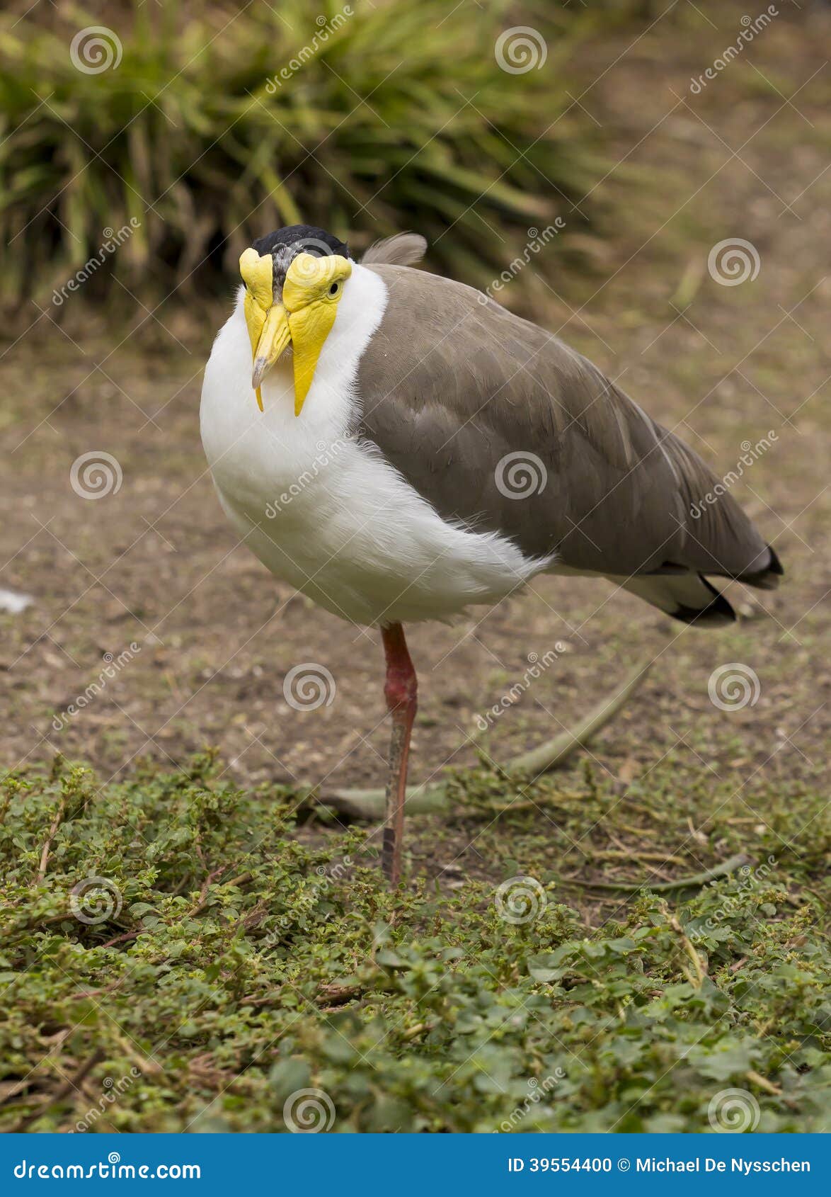 Yellow wattled lapwing stock photo. Image of plumage - 39554400