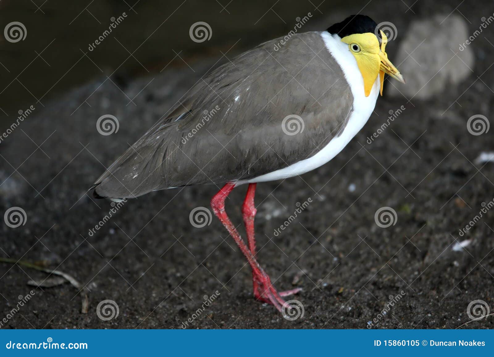 Yellow Wattled Plover Bird stock image. Image of wild - 15860105