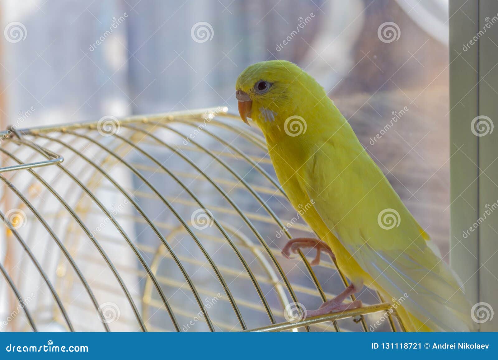 A Yellow Wavy Parrot Sits on a Cage Stock Image - Image of love, grey ...