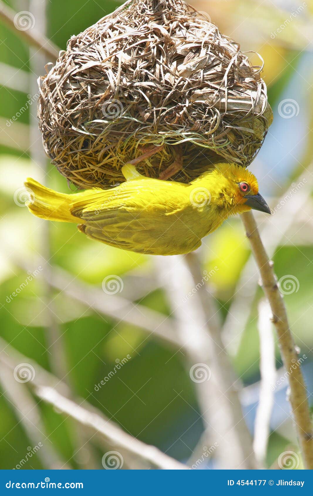 Yellow Weaver Bird Building a Nest Stock Image - Image of feathers ...