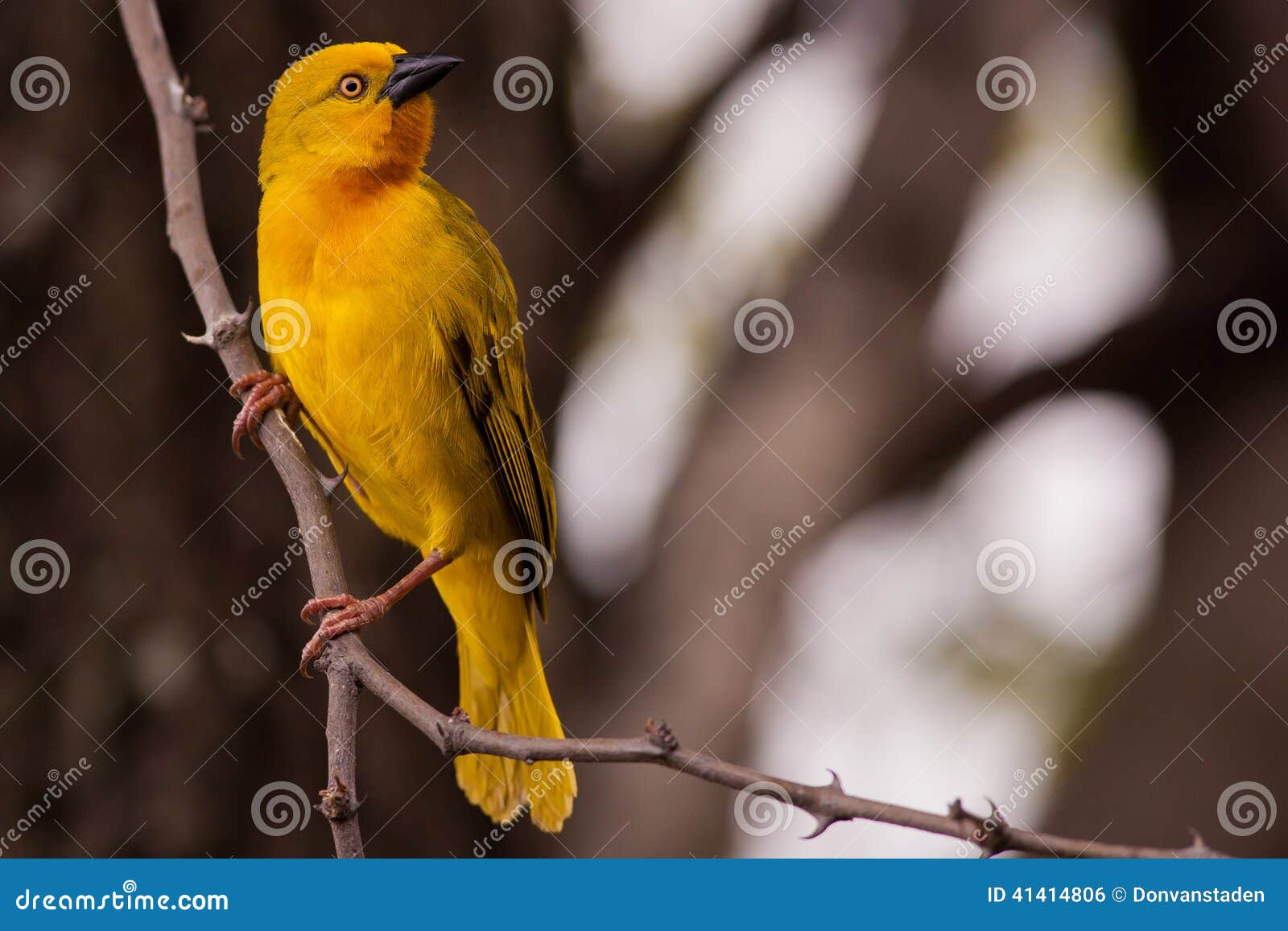 Yellow Weaver stock photo. Image of african, colorful - 41414806