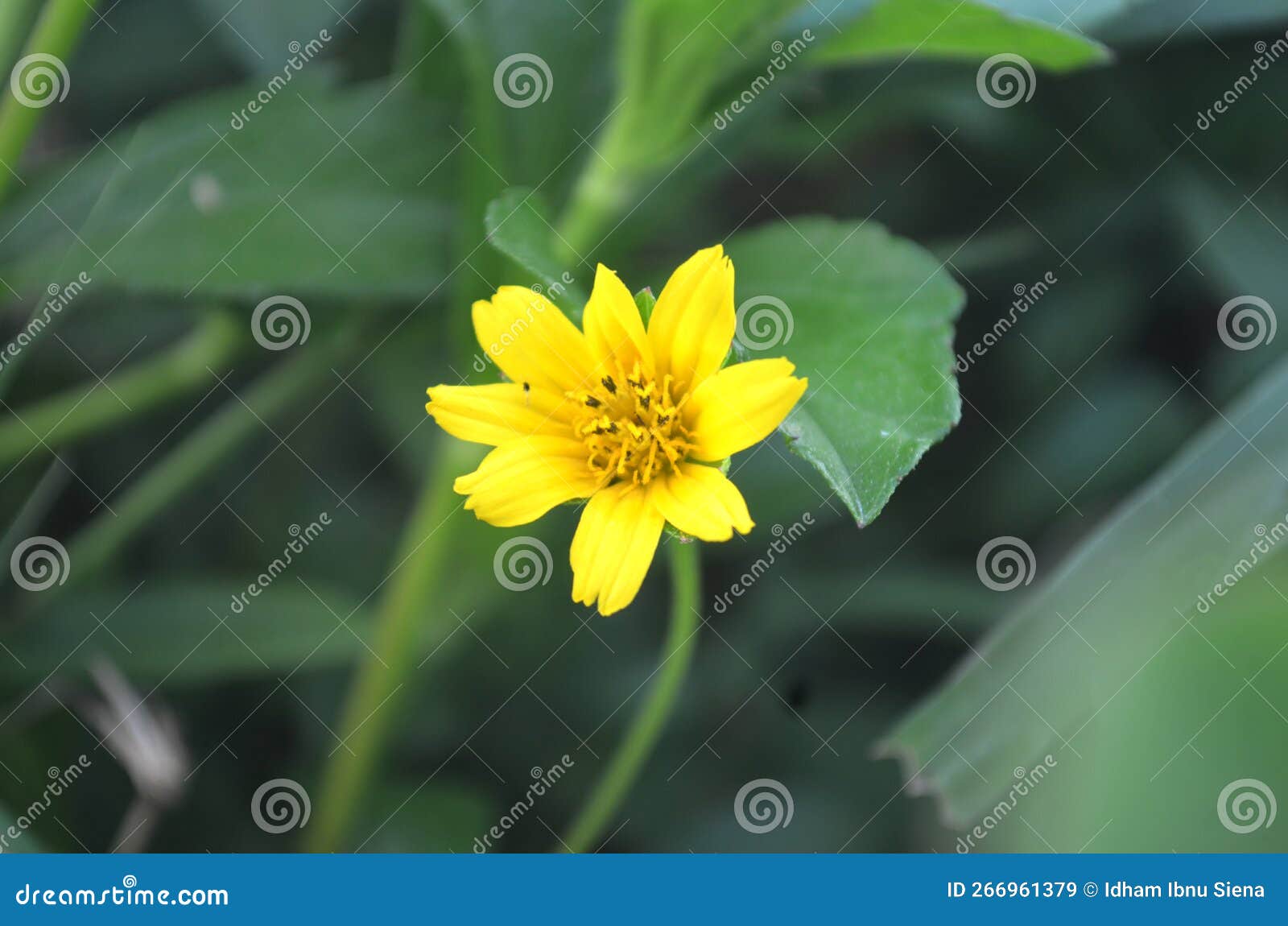 Yellow Wedelia Blooms with Weeds Stock Image - Image of environment ...