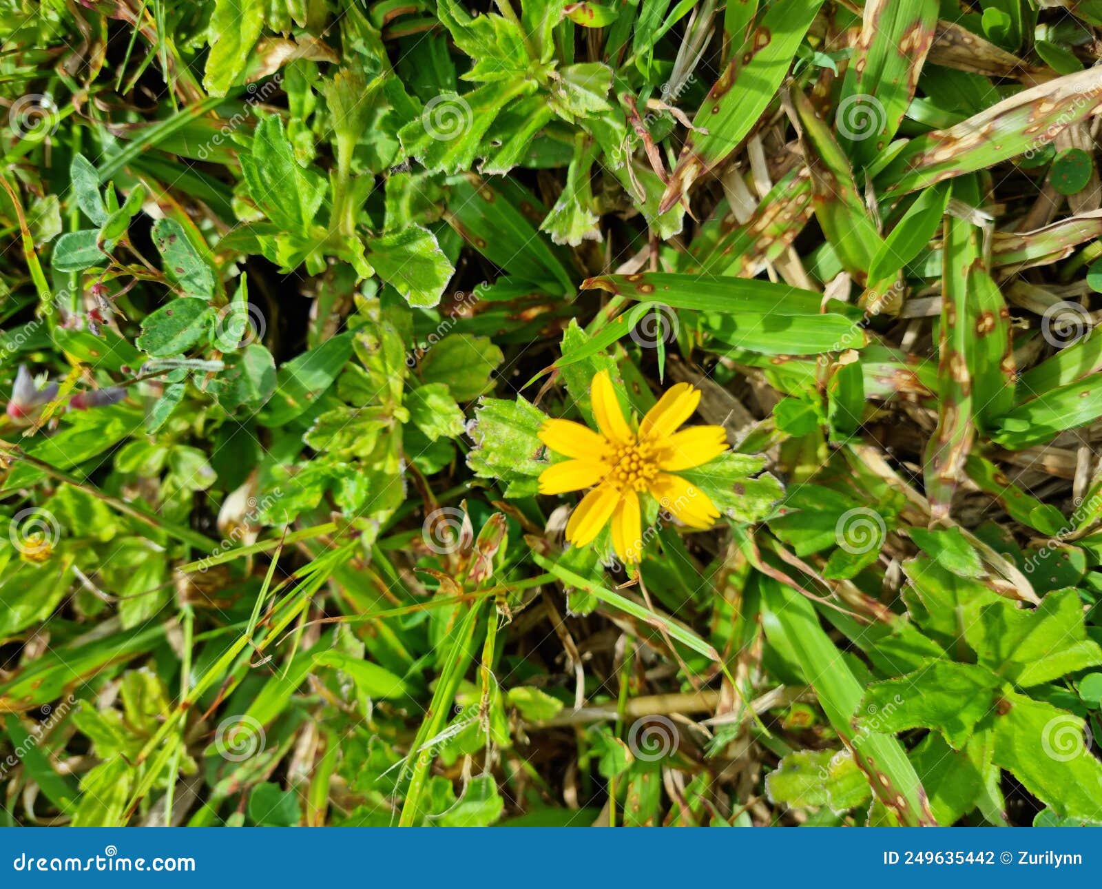 The yellow weed flower stock photo. Image of nature - 249635442