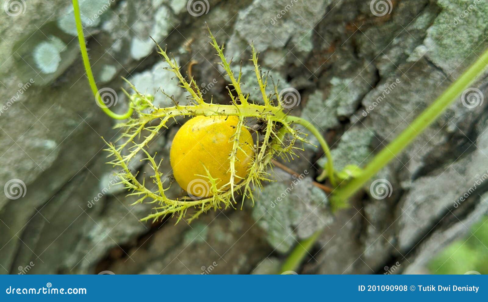 Yellow weed fruit V stock photo. Image of fresh, blue - 201090908