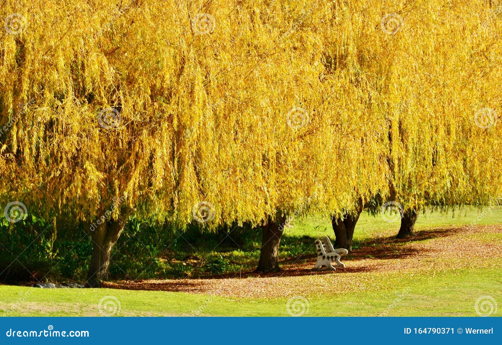 Yellow weeping willows stock image. Image of yellow - 164790371