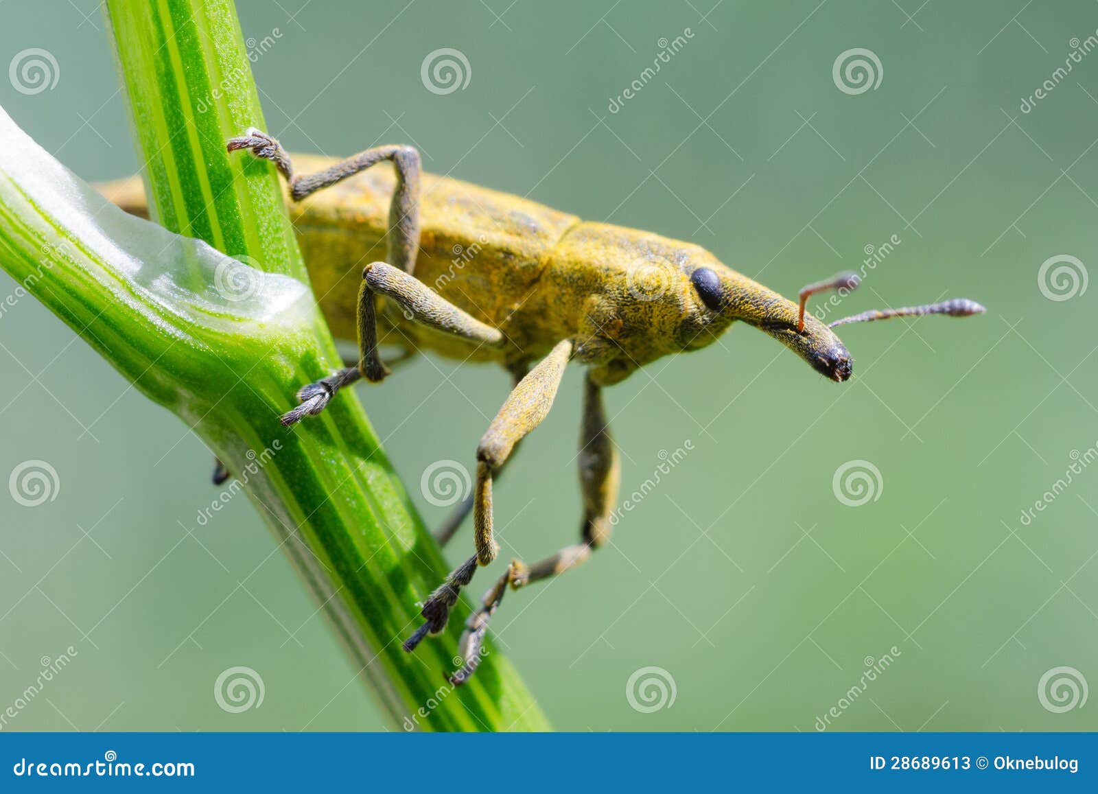 Yellow Weevil Beetle (Curculionidae) Stock Image - Image of wild, fauna ...