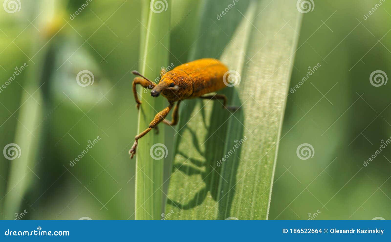 Yellow Weevil Beetles Mating Stock Photo | CartoonDealer.com #109131822