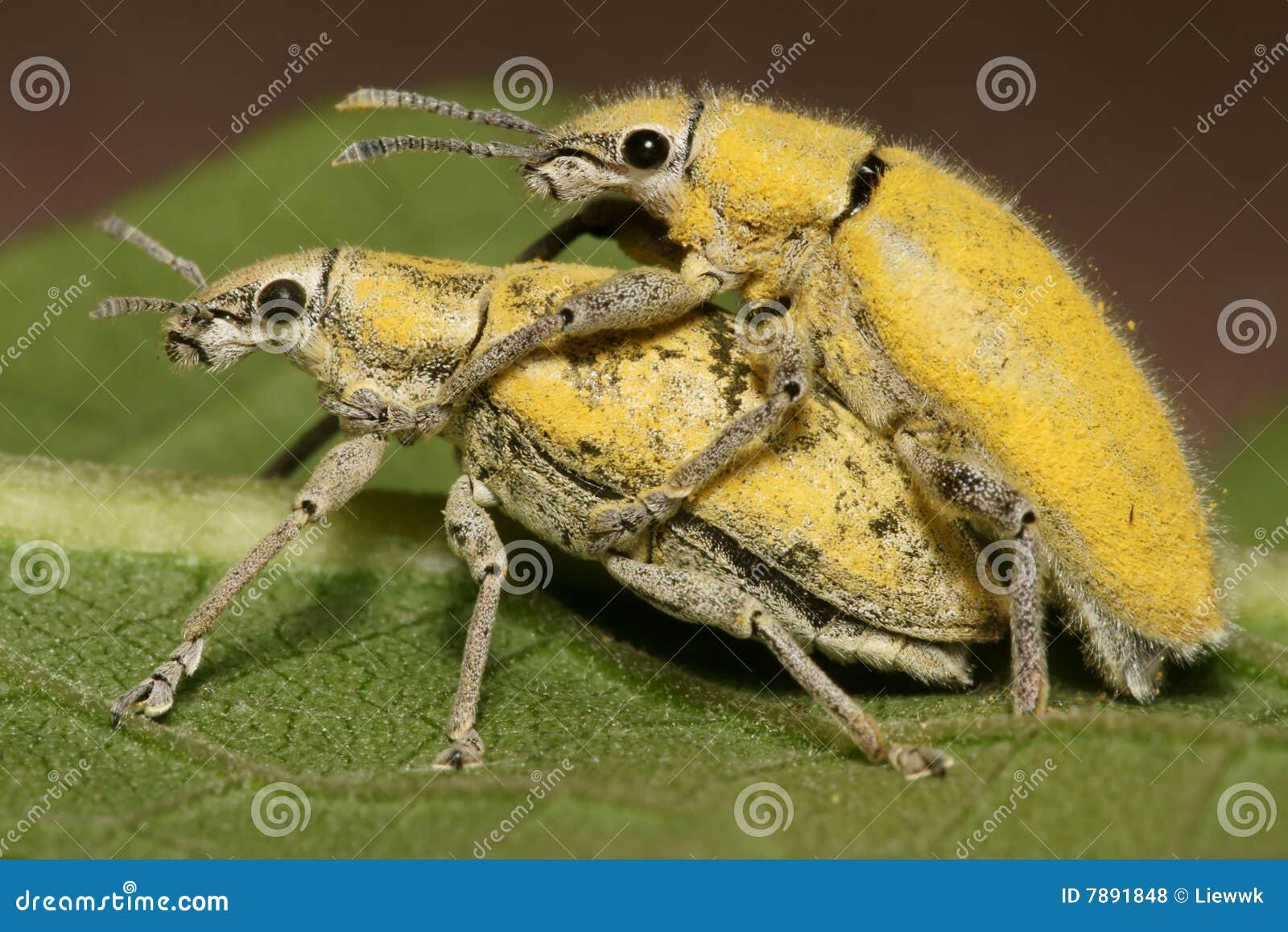 Yellow Weevil Mating stock photo. Image of brown, macro - 7891848