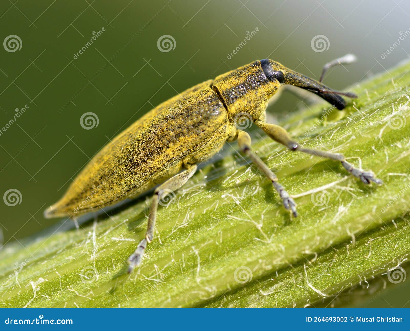 Yellow weevil on stalk stock photo. Image of animal - 264693002