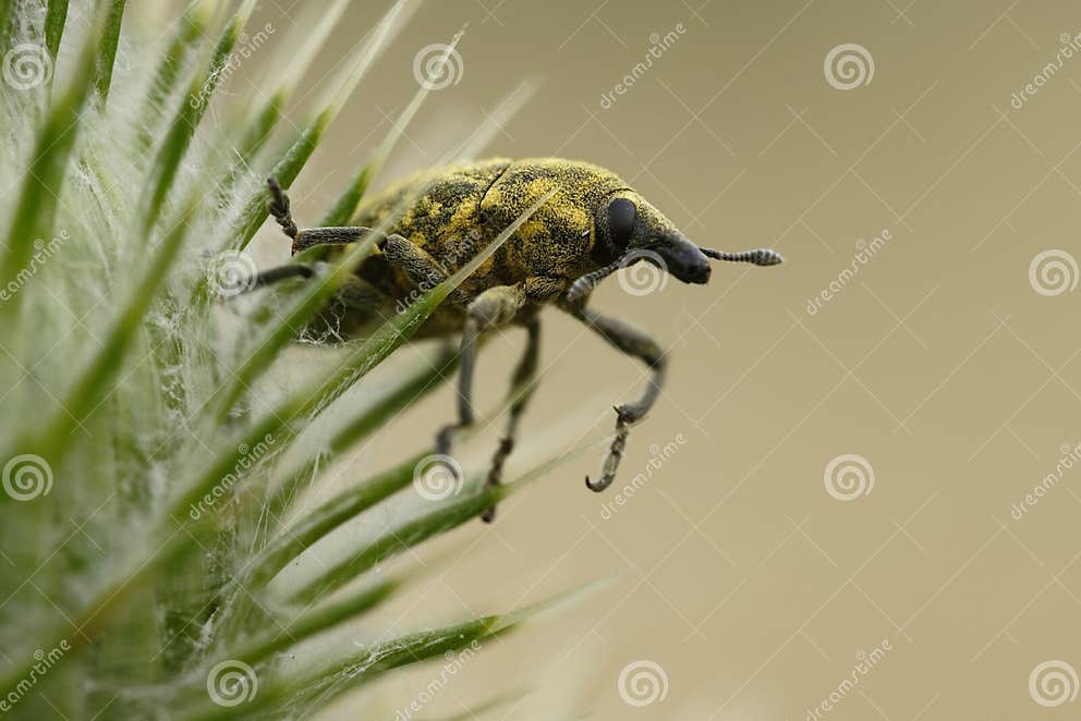 Weevil on a thistle stock photo. Image of weevil, insect - 154760666