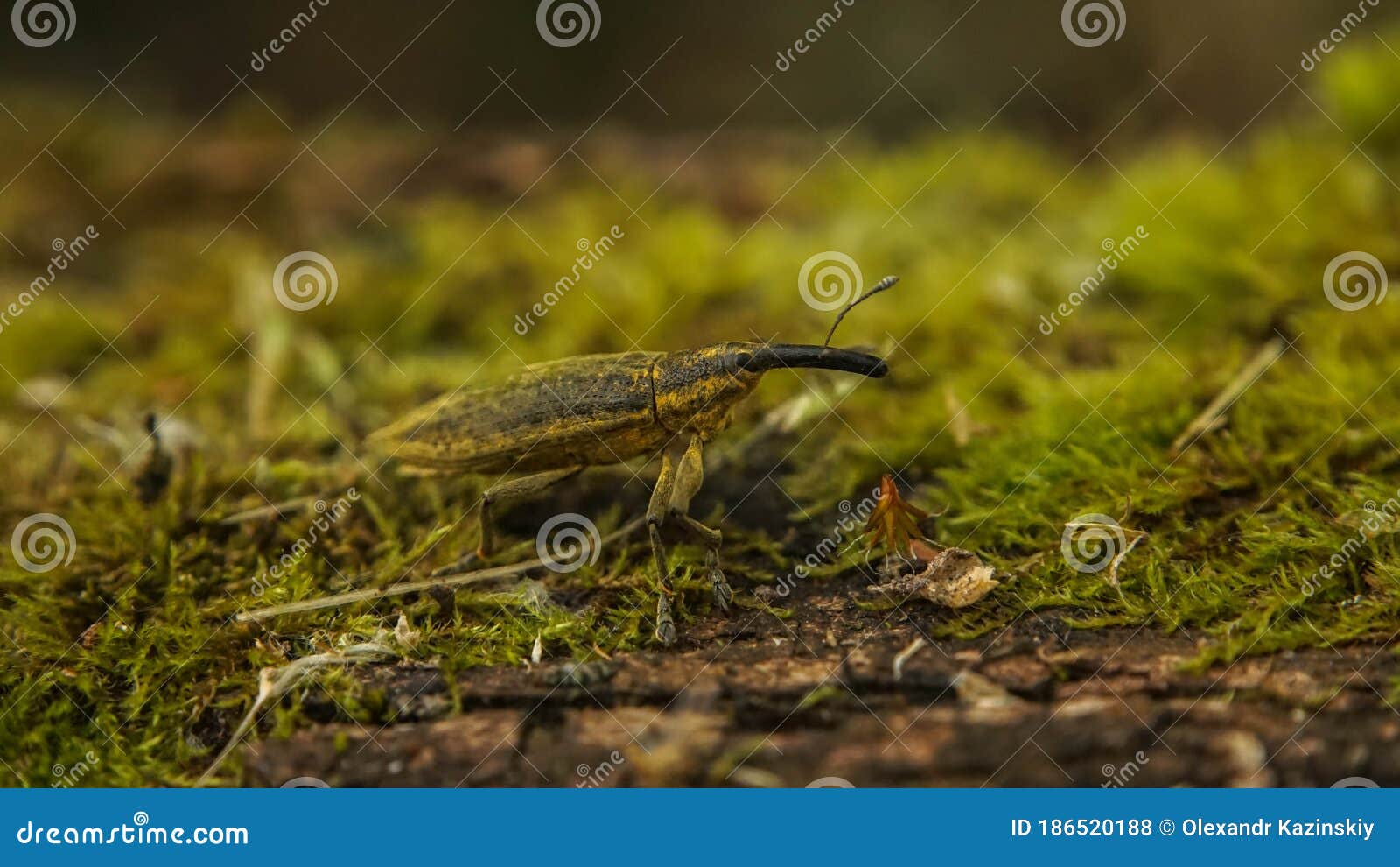 Yellow Weevil Walks Along the Moss, Summer Stock Photo - Image of ...