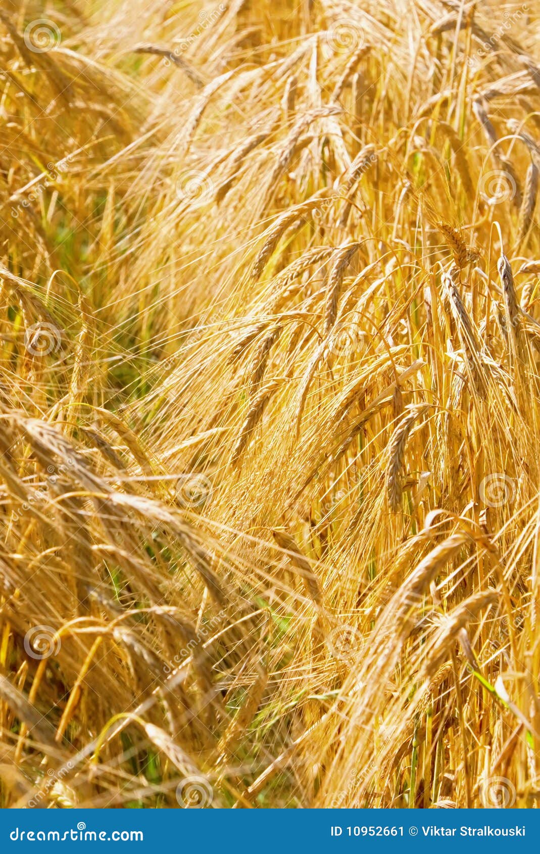 A yellow wheat stock image. Image of grain, eating, nutrition - 10952661