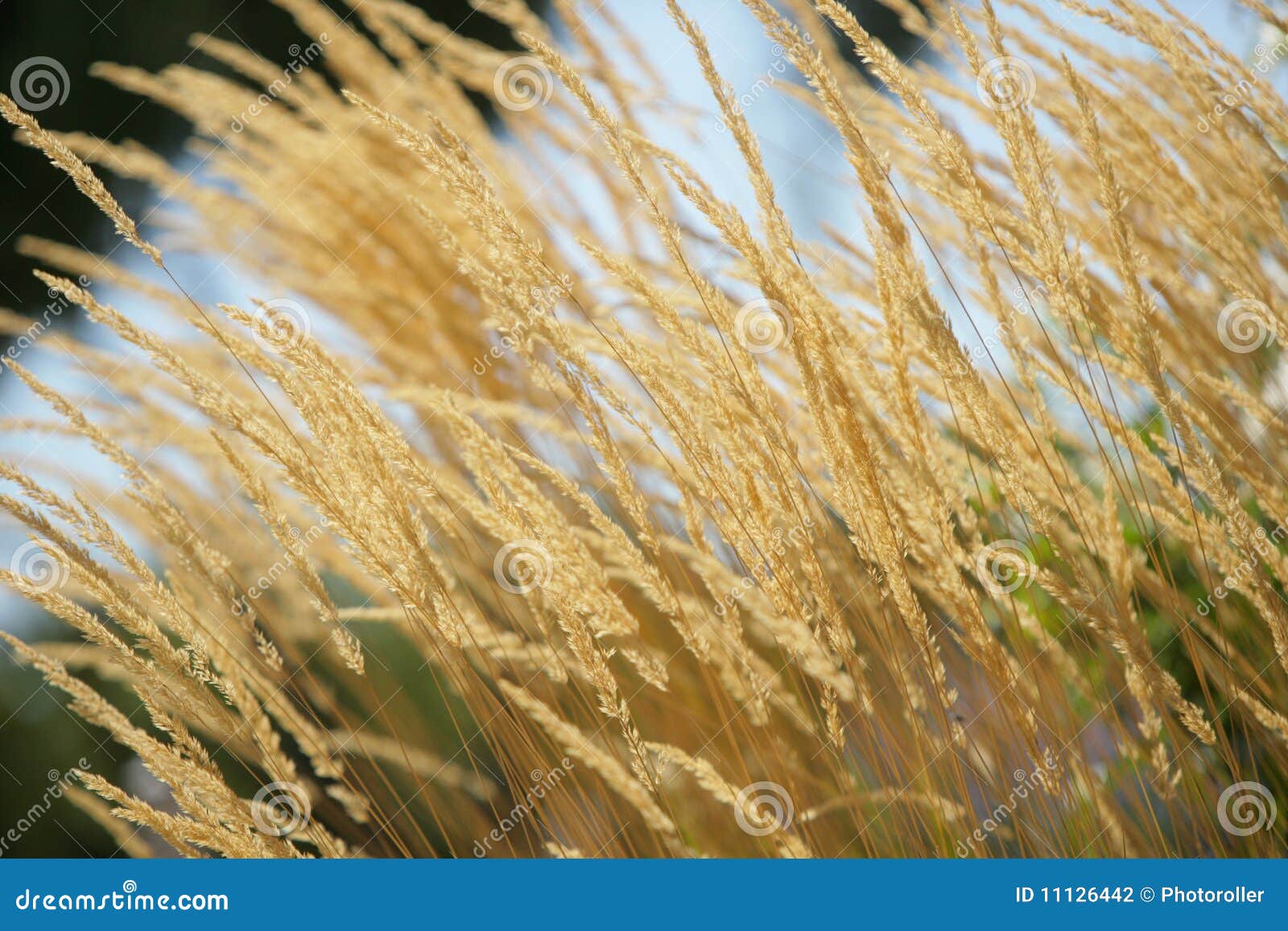 Yellow wheat stock photo. Image of farmland, golden, growth - 11126442