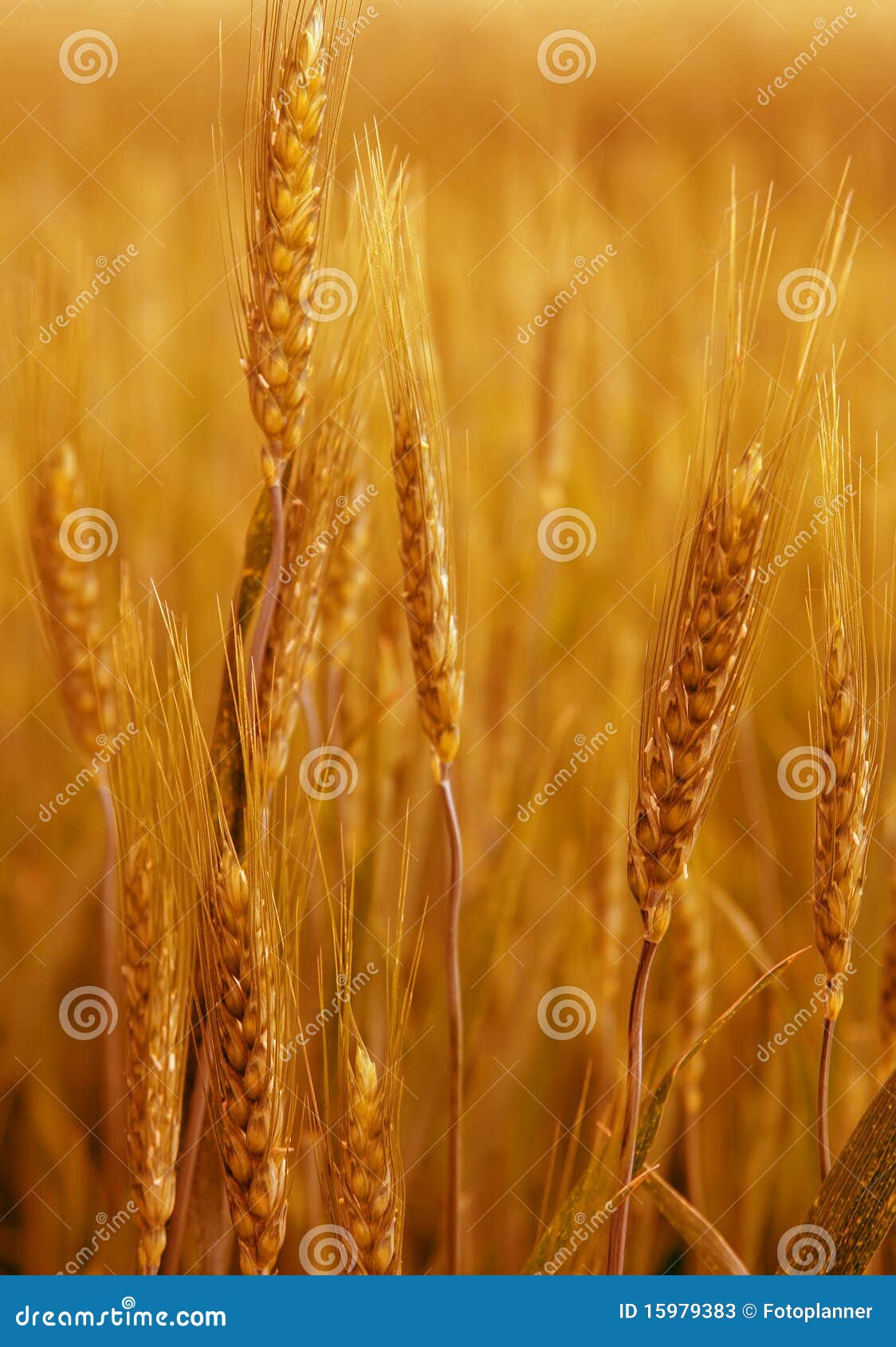 Yellow wheat. stock image. Image of food, foreground - 15979383