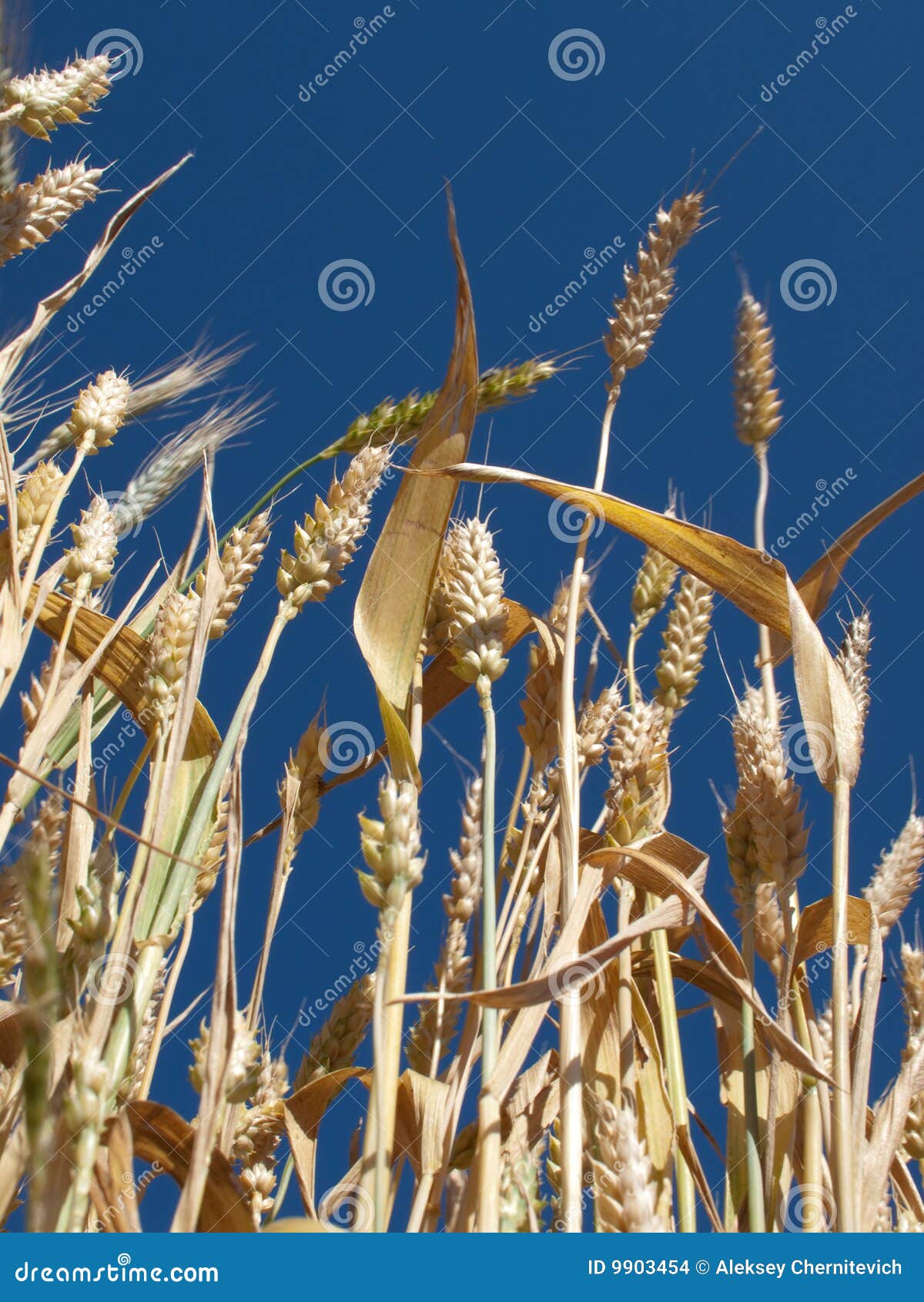 Yellow wheat. stock photo. Image of stem, palouse, gold - 9903454