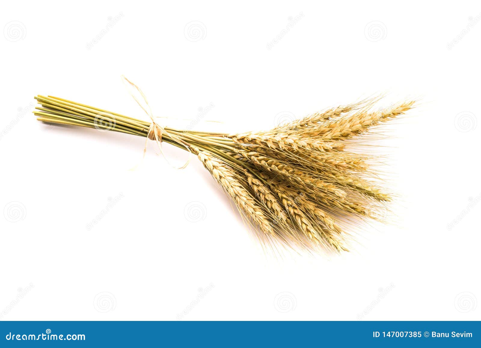 Yellow Wheat Bundle on White Background Stock Image - Image of growth ...