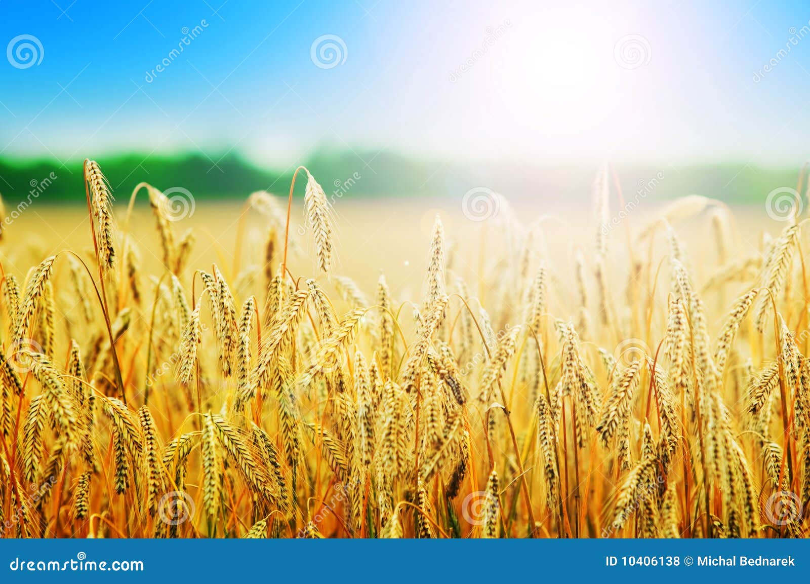 Yellow wheat field stock photo. Image of cultivate, nature - 10406138