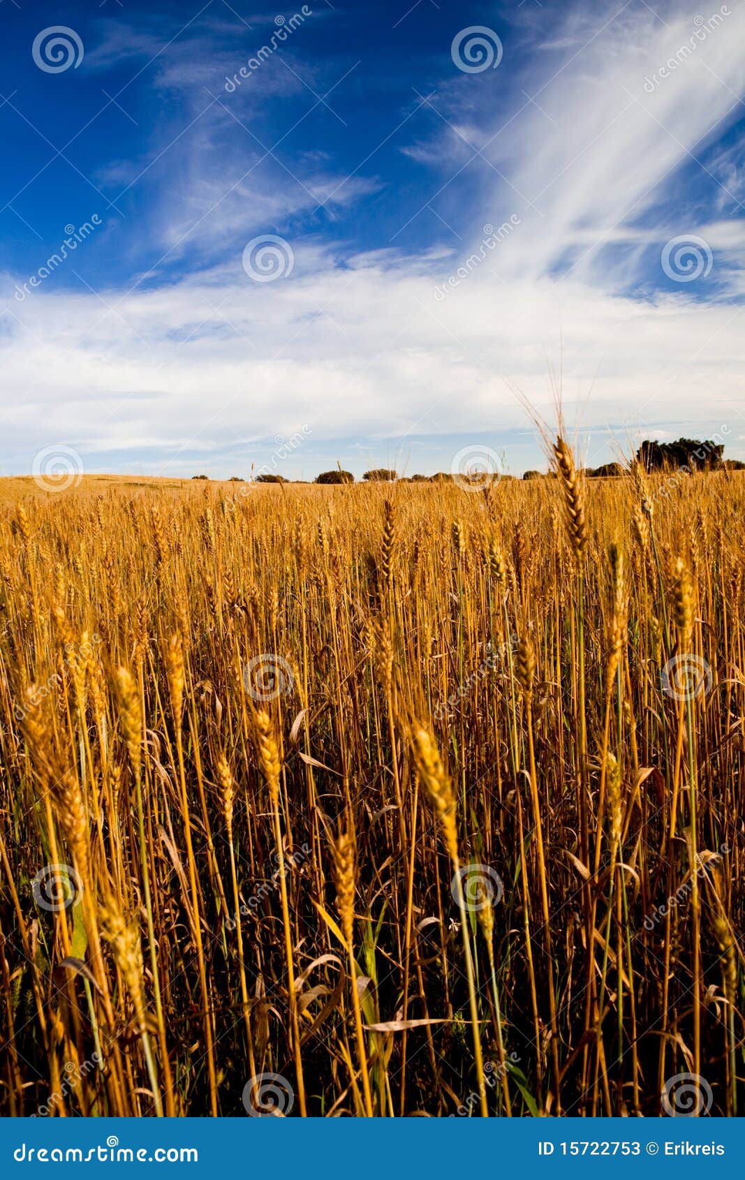 Yellow wheat field stock image. Image of country, cloud - 15722753