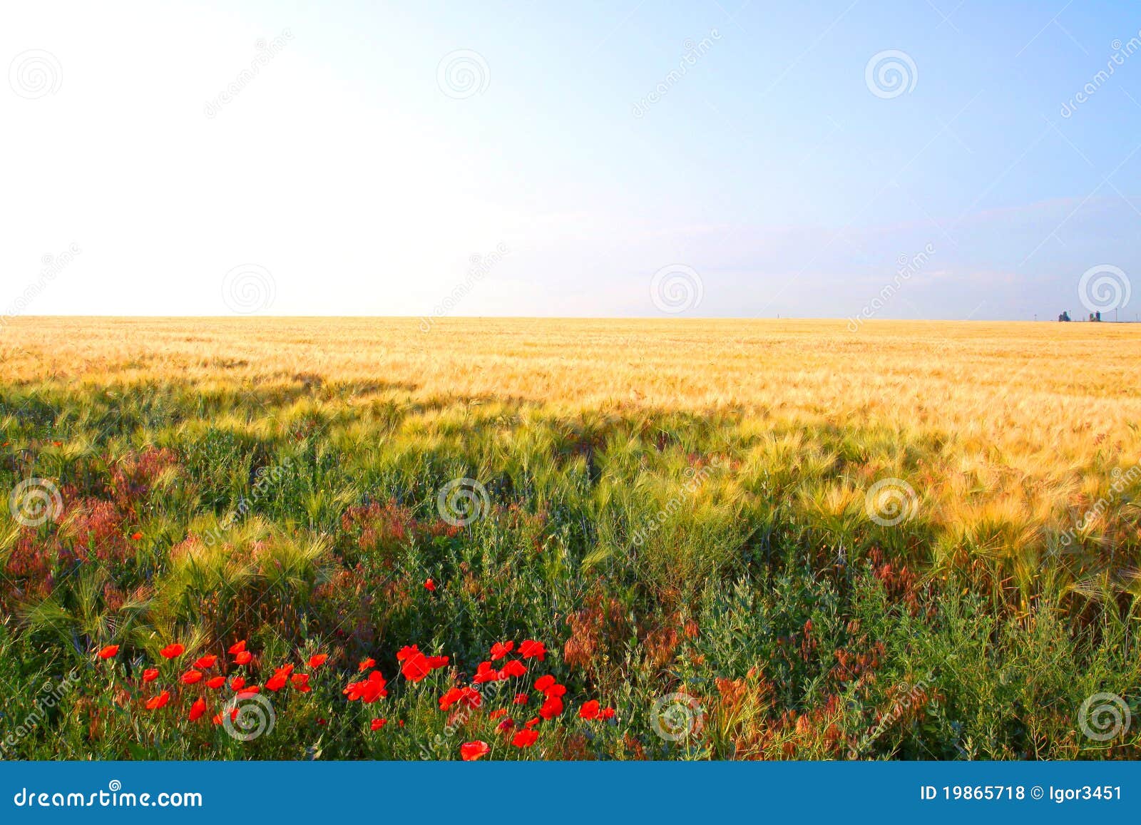 Yellow wheat field stock photo. Image of crops, grass - 19865718