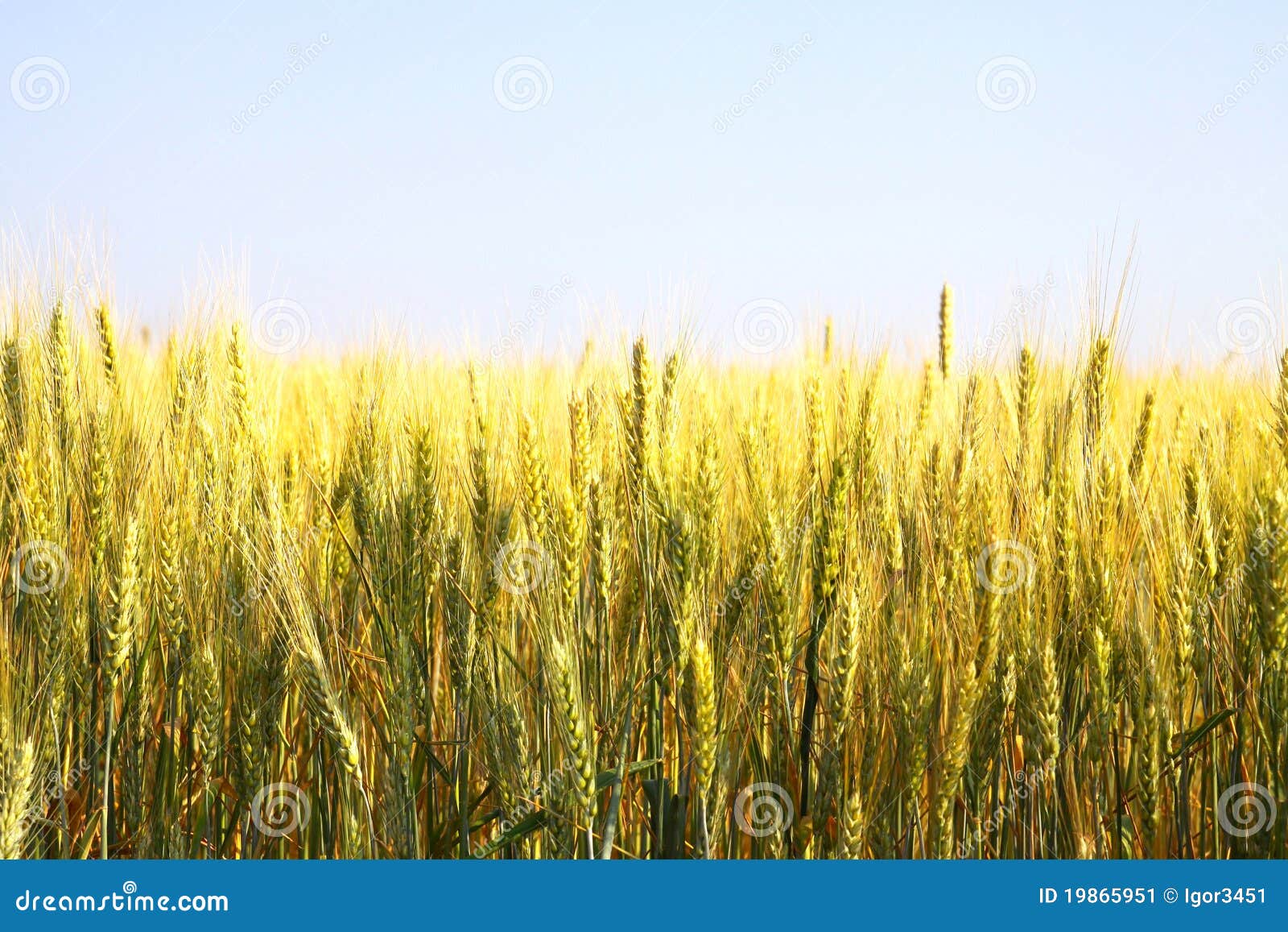 Yellow wheat field stock image. Image of barley, season - 19865951
