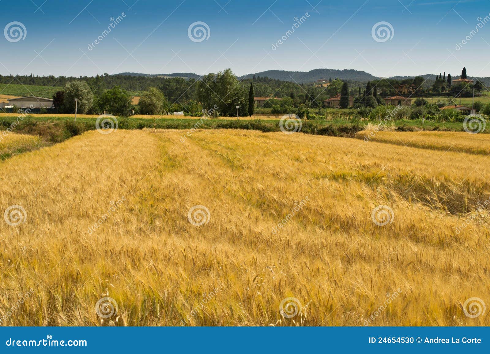 Yellow wheat field stock photo. Image of tree, urban - 24654530