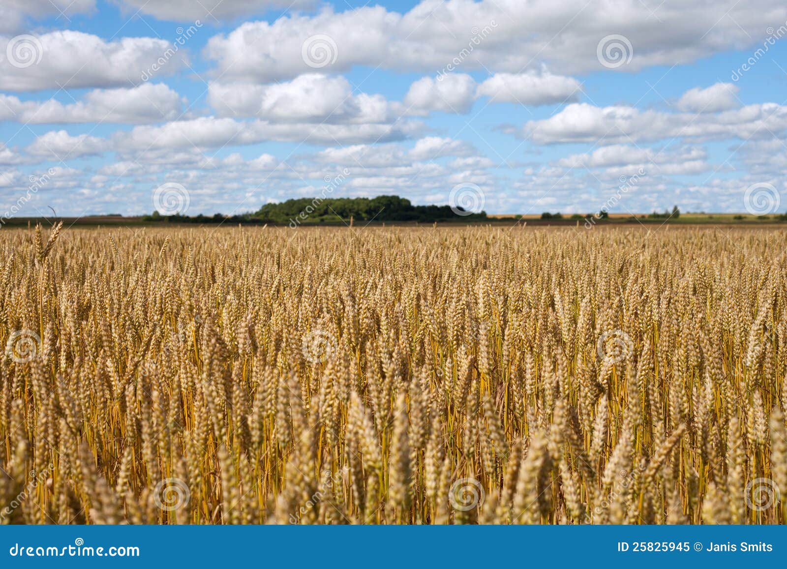Yellow wheat field. stock image. Image of season, nature - 25825945