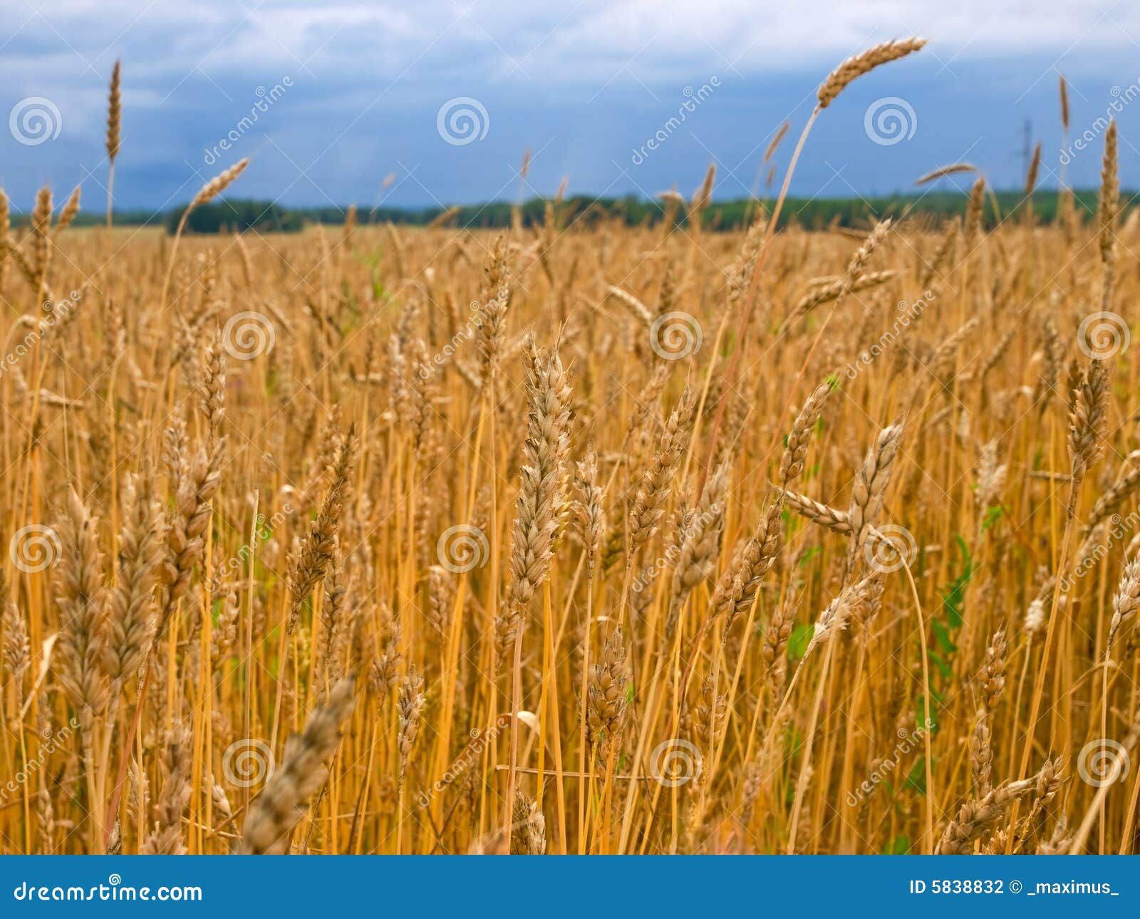 Yellow wheat field stock photo. Image of farm, backgrounds - 5838832