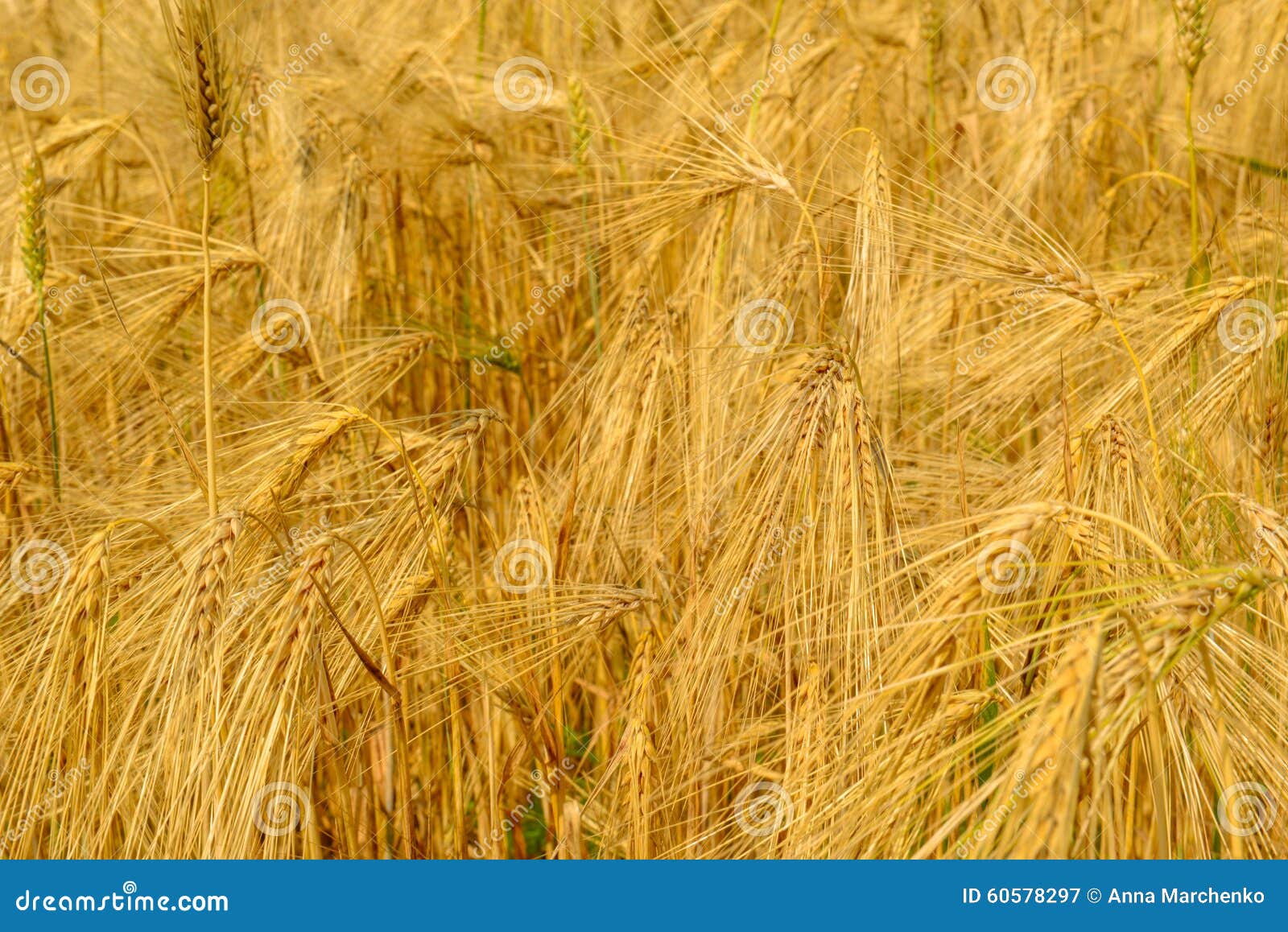 Yellow wheat stock image. Image of summer, yellow, plant - 60578297