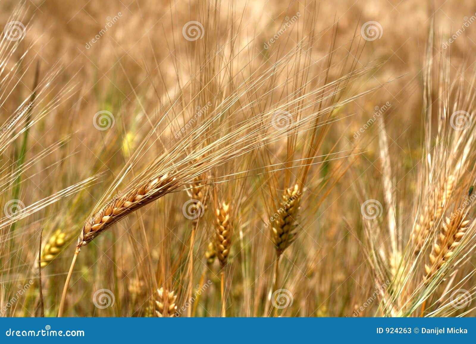 Yellow wheat field stock image. Image of barley, ground - 924263