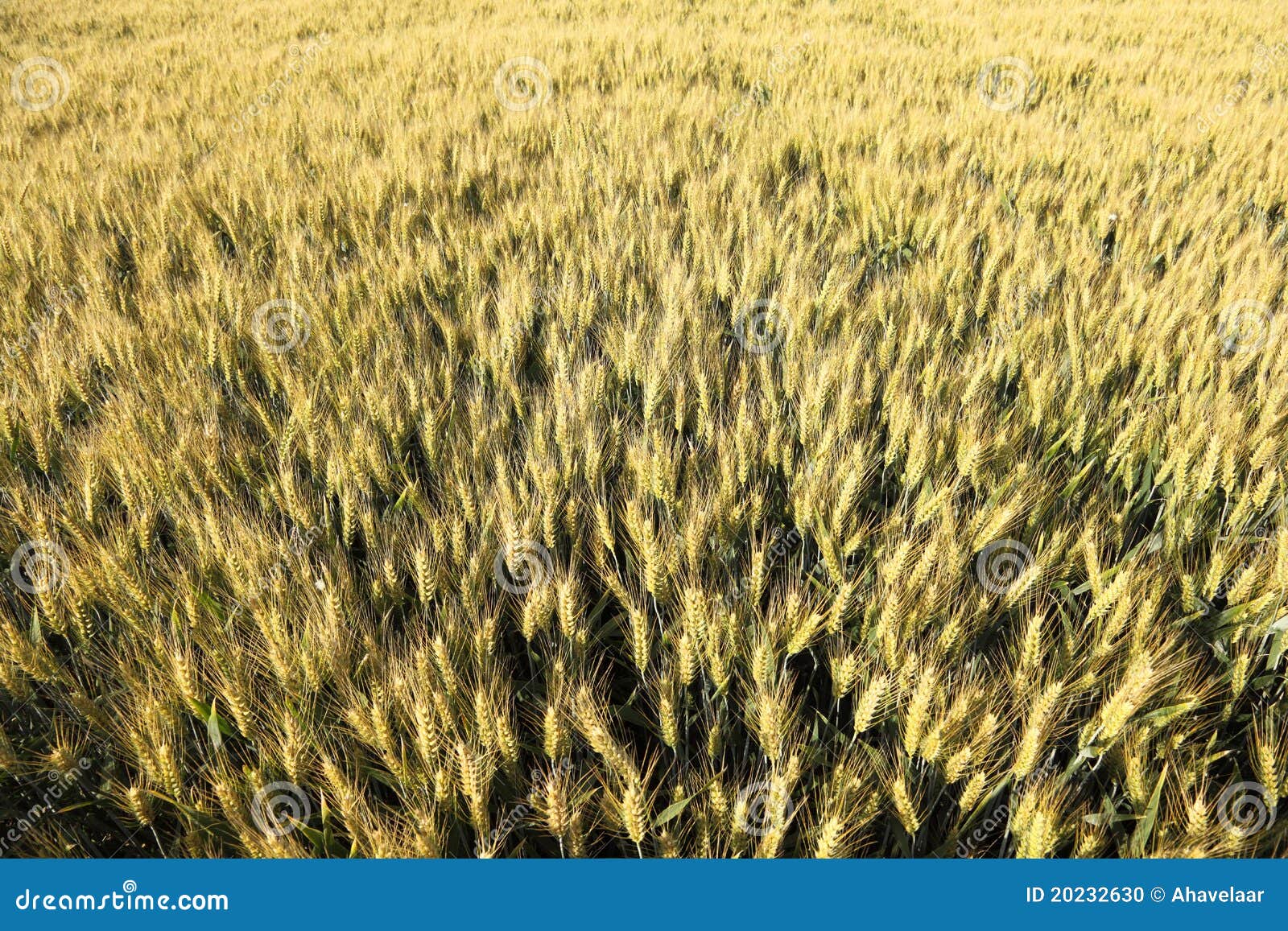 Yellow Wheat Field from Above Stock Photo - Image of rural, value: 20232630