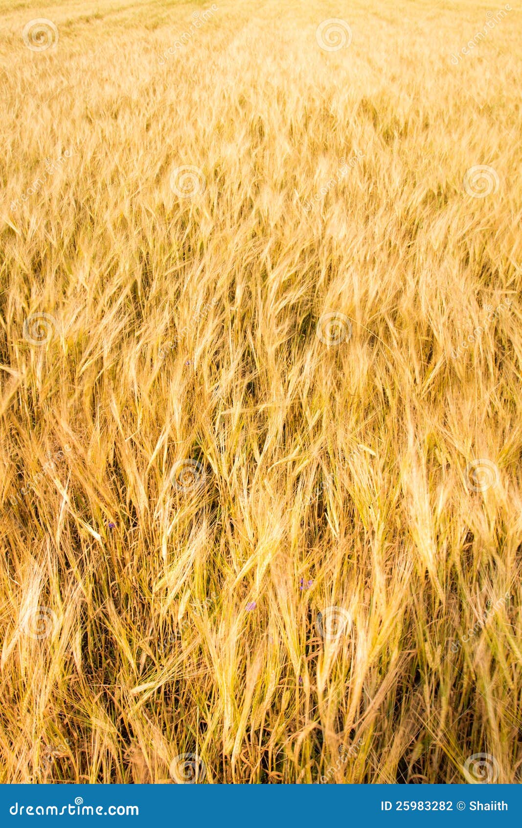 Yellow Wheat Field Background Stock Photography - Image: 25983282