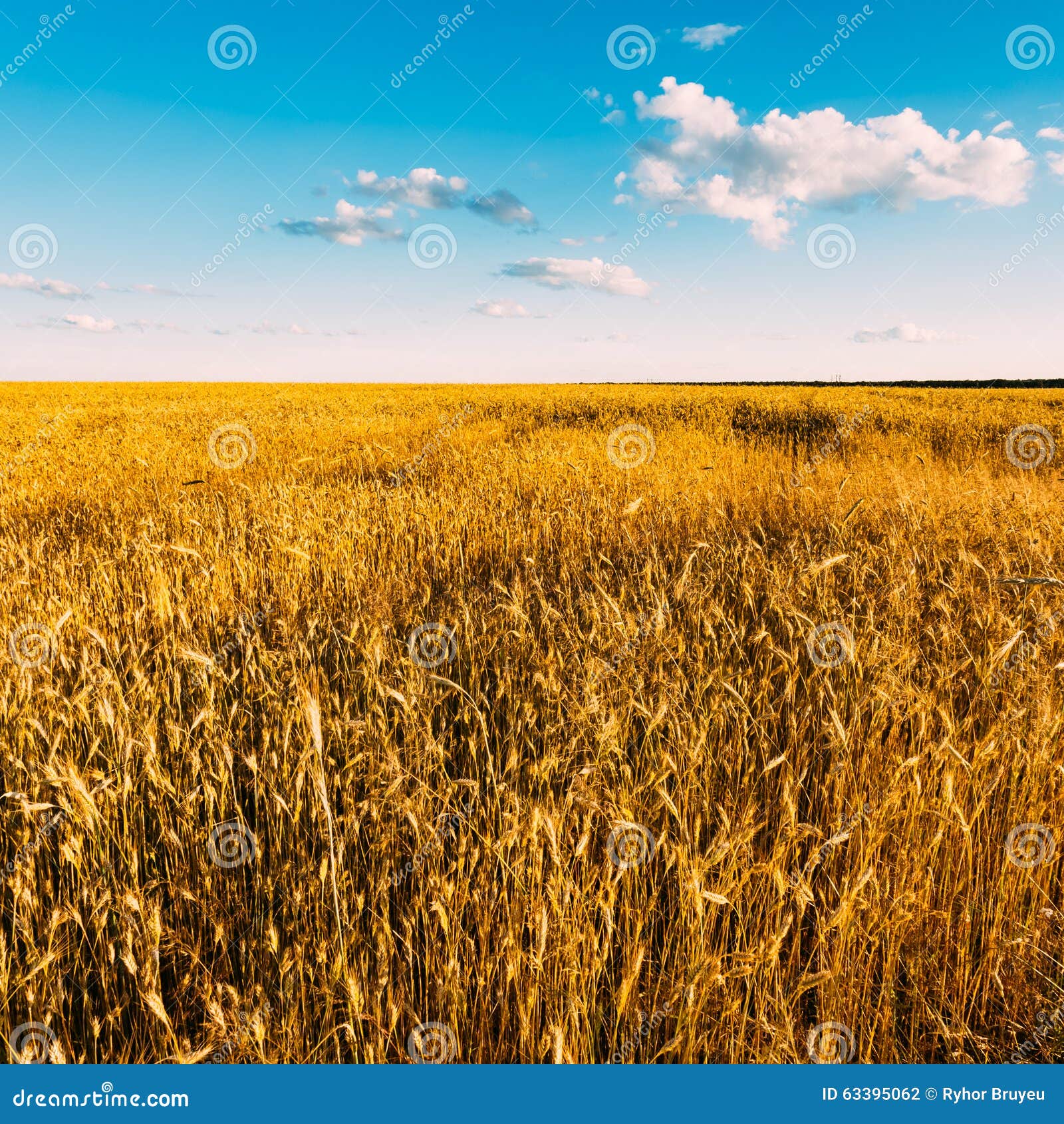 Yellow Wheat Field on Blue Sunny Sky Background Stock Photo - Image of ...
