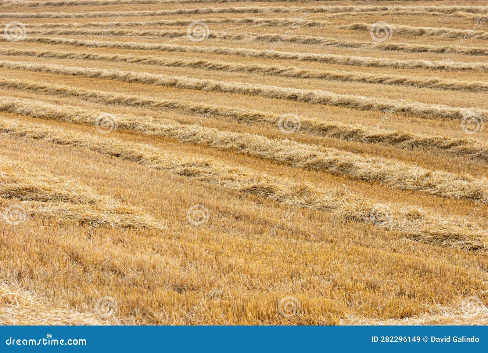 Yellow Wheat Field Mowed after Harvest Stock Image - Image of ...