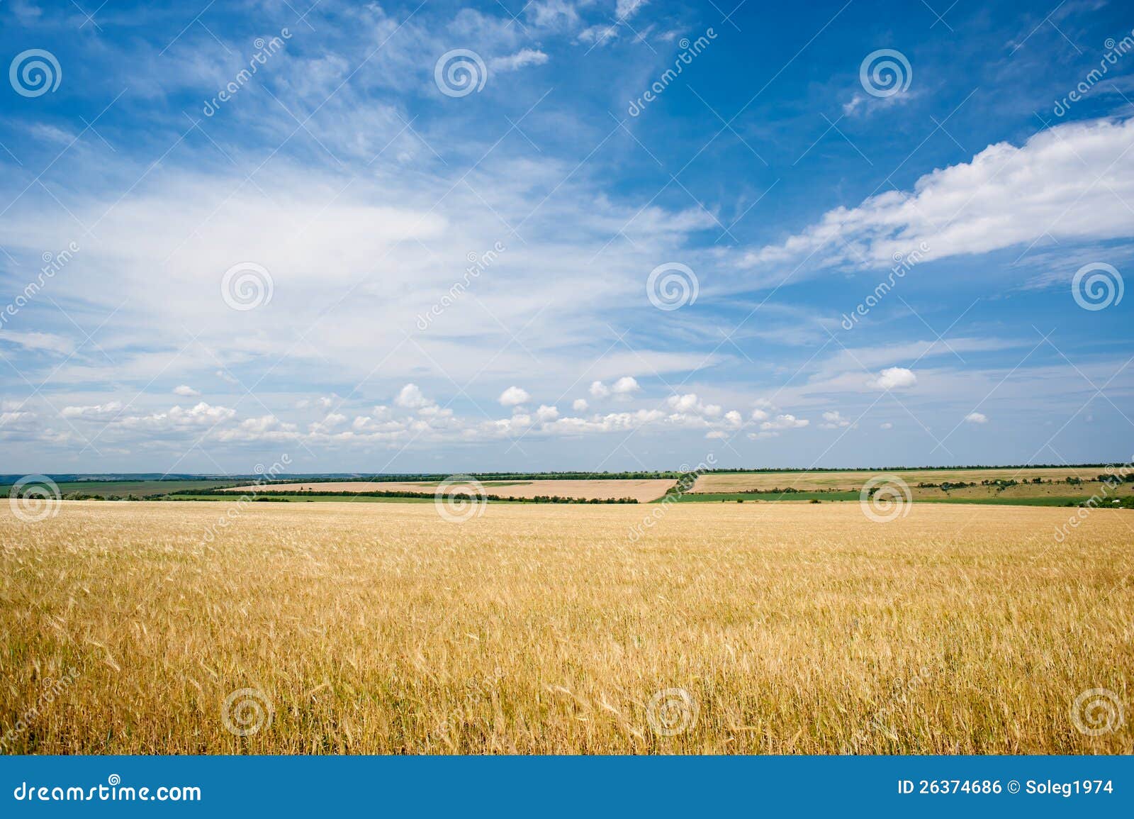 Yellow wheat field and sky stock photo. Image of farming - 26374686
