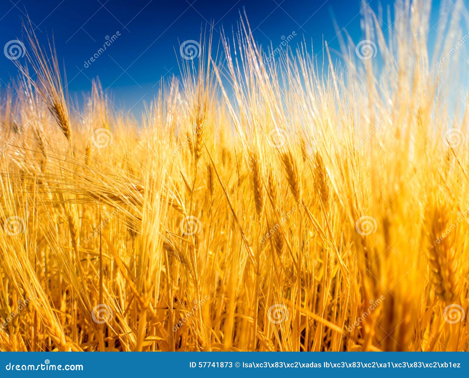 Yellow wheat field stock image. Image of crop, spikelet - 57741873
