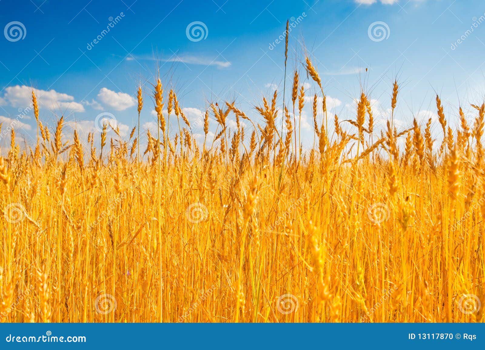 Yellow Wheat Field Under Blue Sky Stock Photo - Image: 13117870