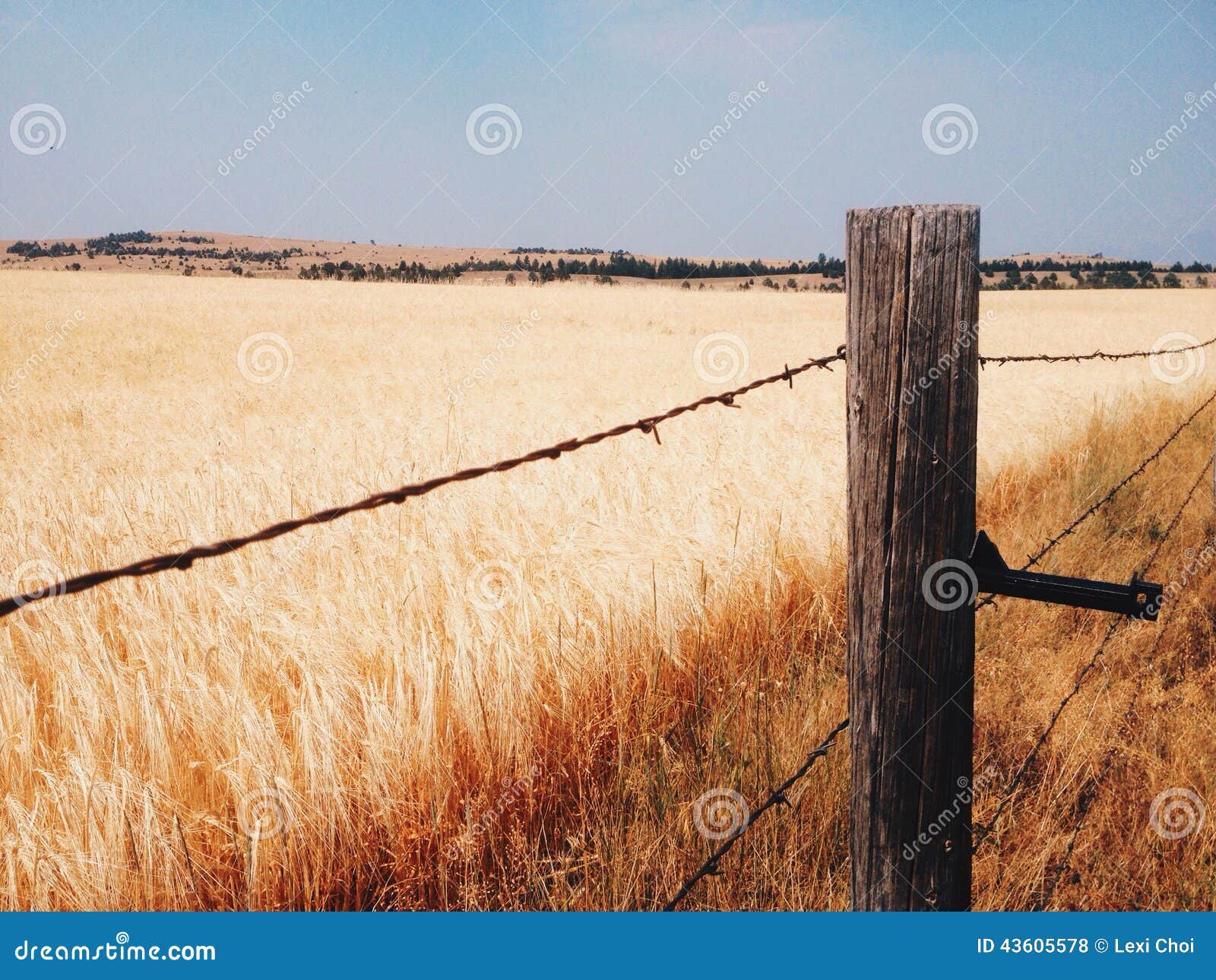 Yellow Wheat Field stock photo. Image of yellow, barb - 43605578