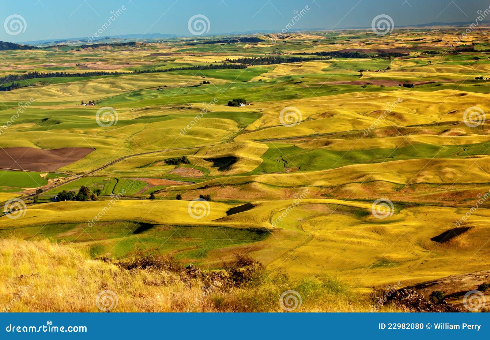 Yellow Wheat Fields Farms Palouse Washington Stock Photo - Image of ...