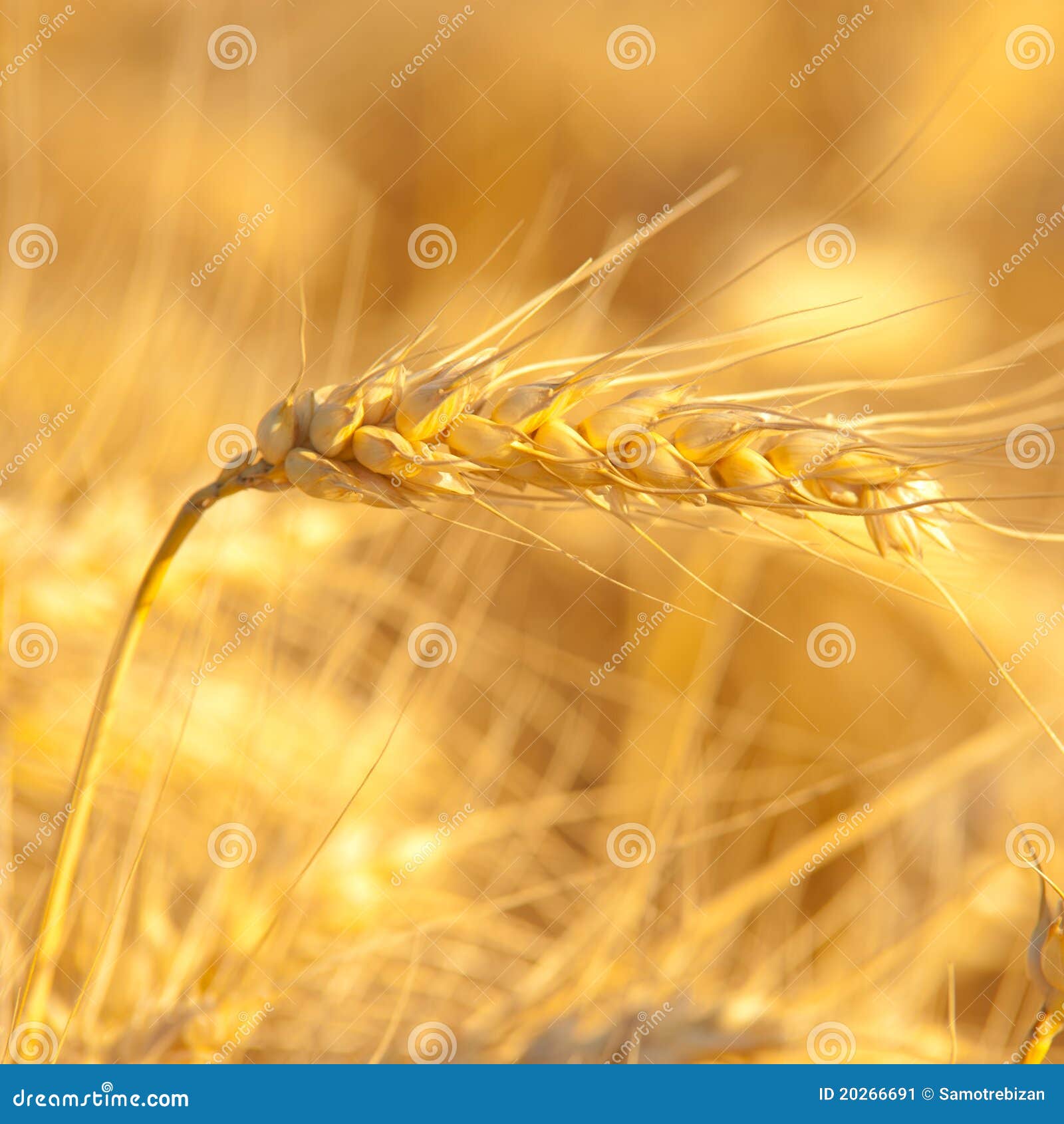 Yellow Wheat on a Grain Field Stock Image - Image of agriculture ...
