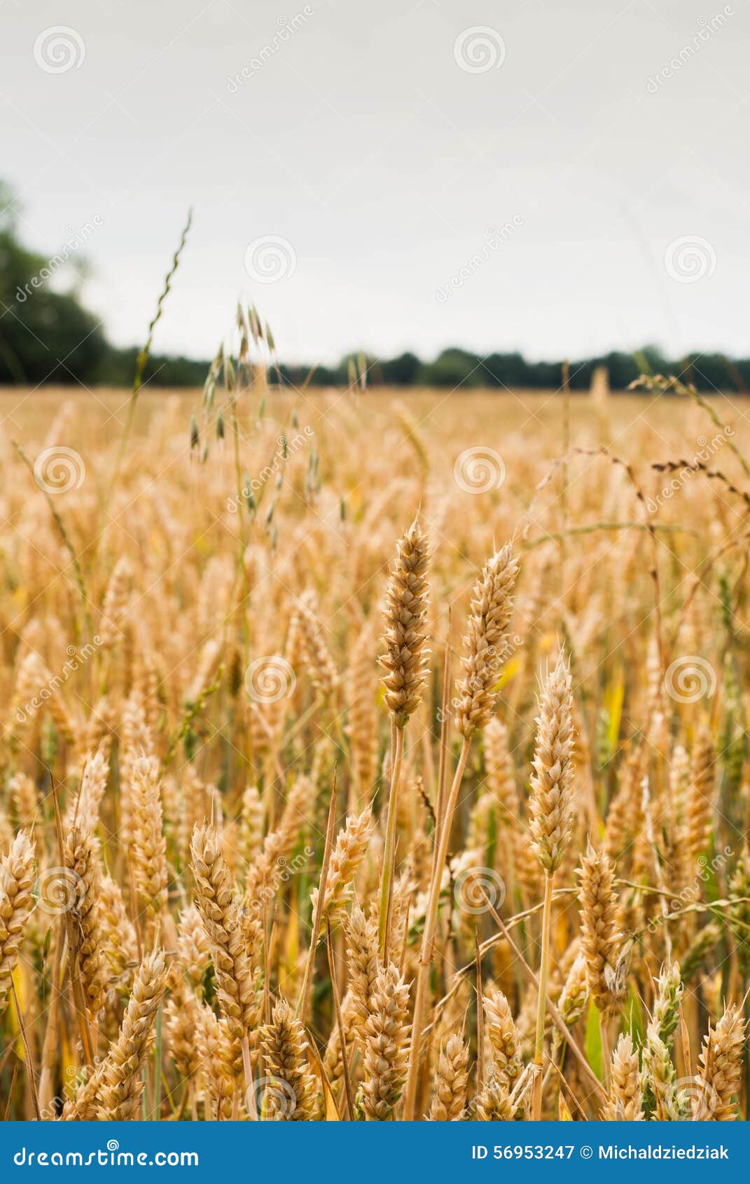 Yellow Wheat Growing in a Farm Field Stock Image - Image of scene ...