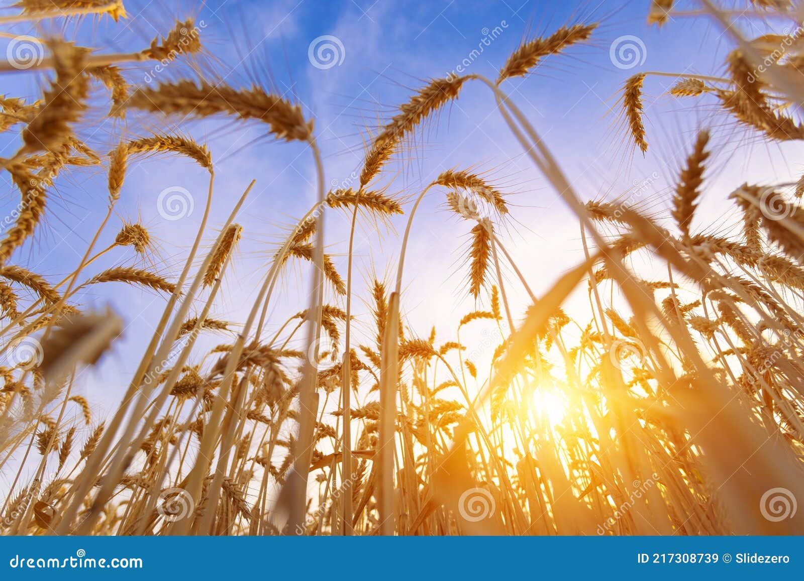 The Yellow Wheatfield at Sun Light, Growing Wheat Stock Image - Image ...