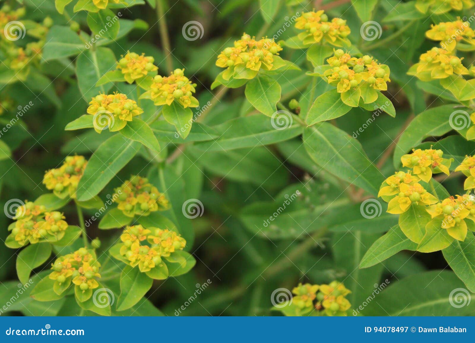 Yellow whimsical flowers stock image. Image of leaf, colorful - 94078497
