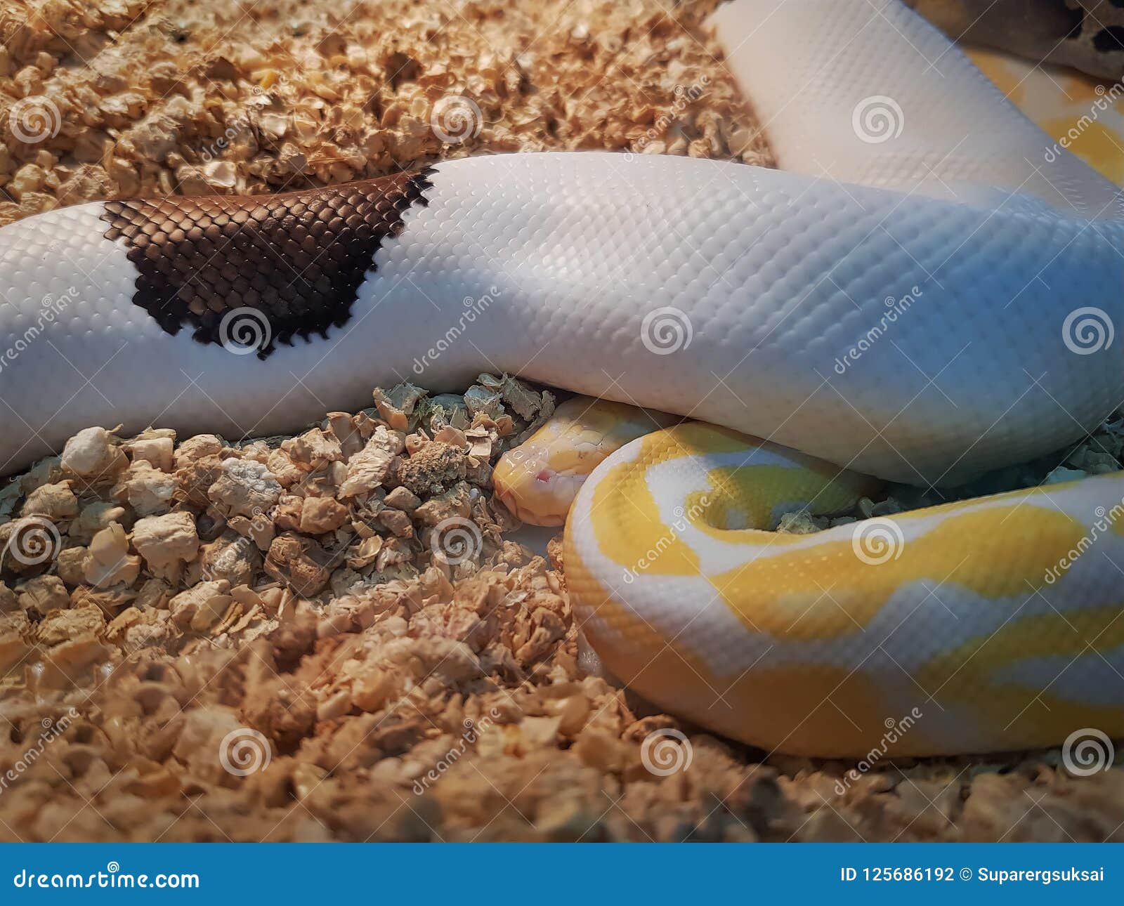 Yellow White Albino Granite Burmese Python Stock Photo - Image of ...